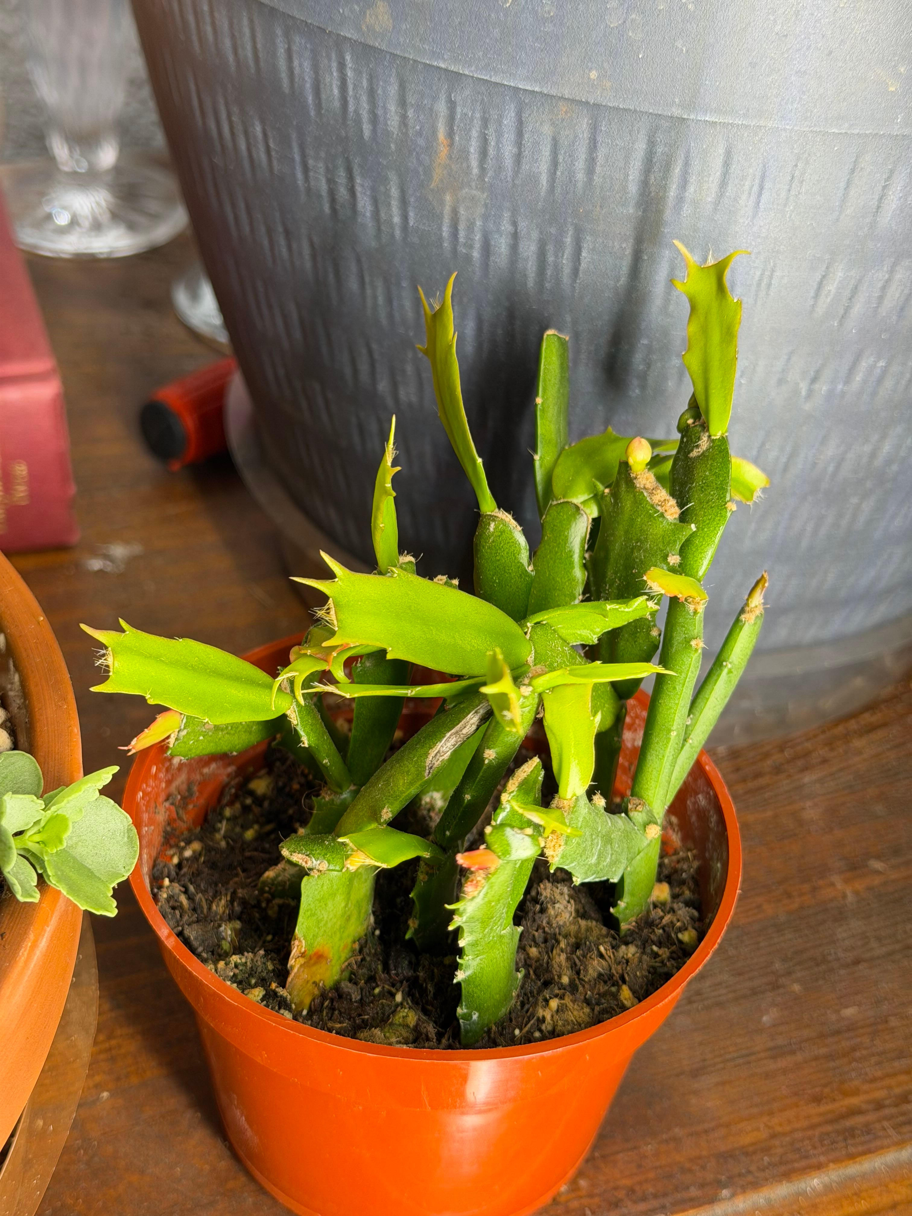 How to Care for Zygo Cactus: Mastering Water, Sunlight & More