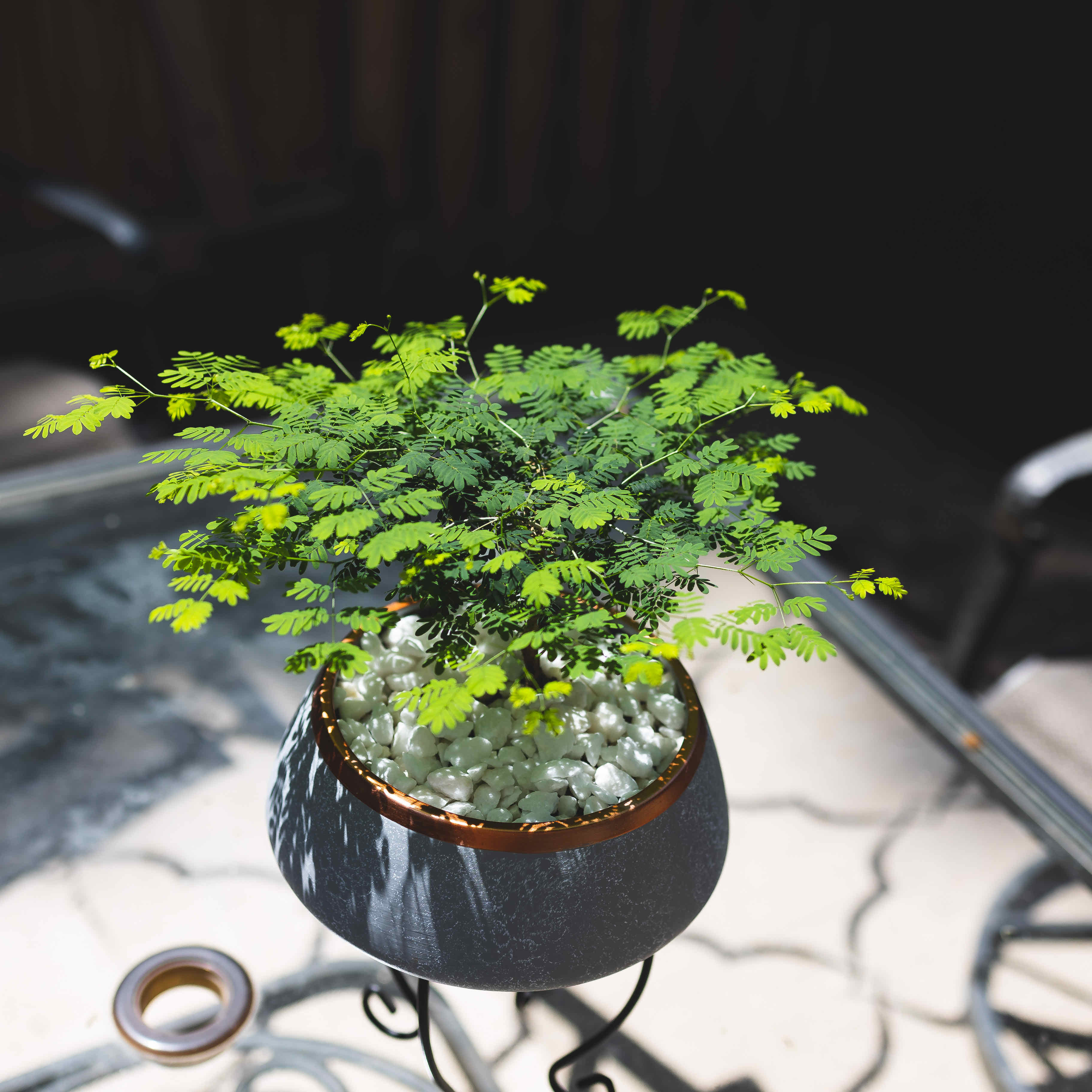 Propagating Your Brazilian Rain Tree: Step-by-Step Guide