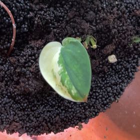 Blue Aurea Pothos Plant Care: Water, Light, Nutrients | Greg App 🌱