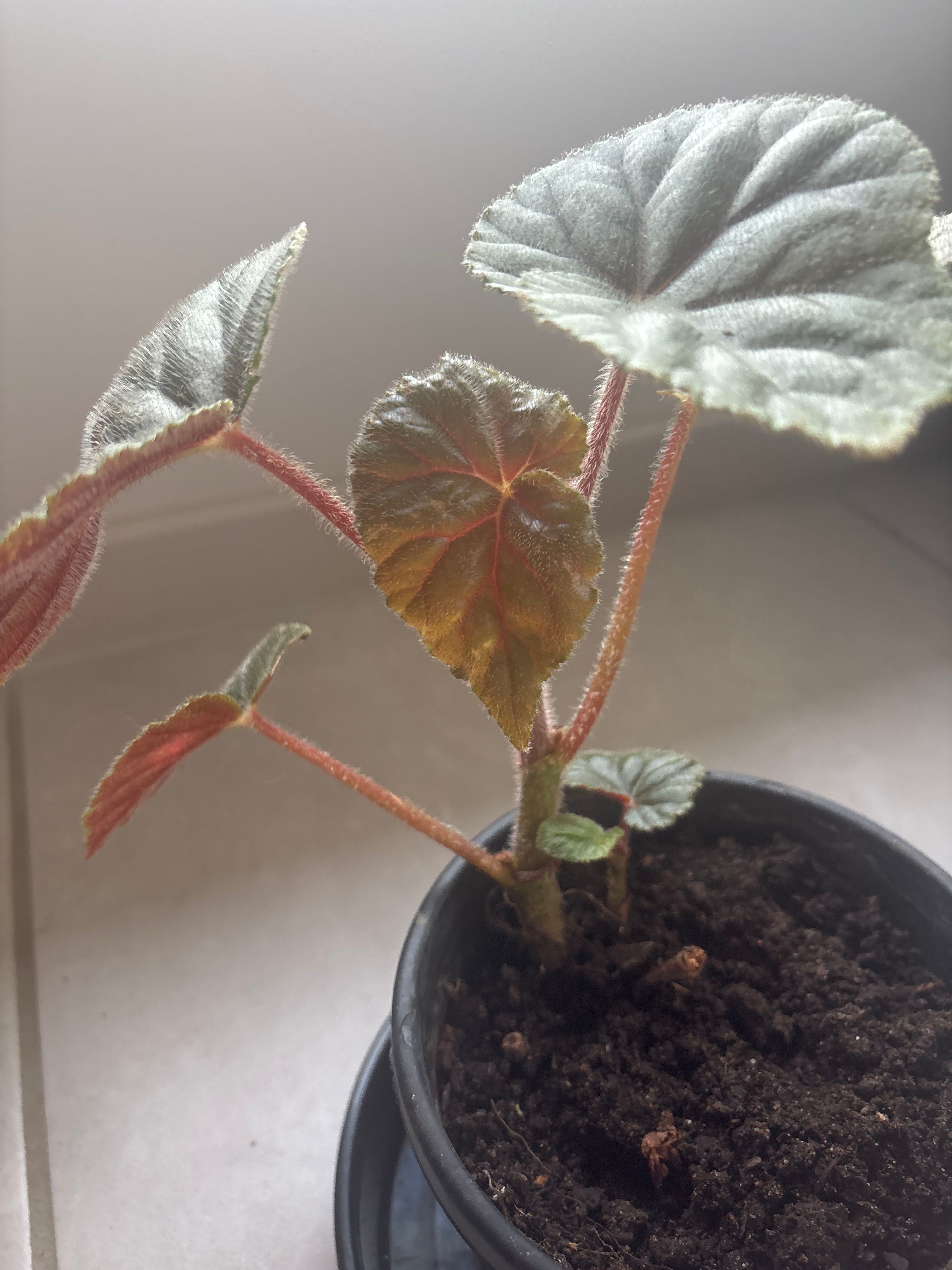 Hiemalis Begonia Plant Care: Water, Light, Nutrients | Greg App 🌱