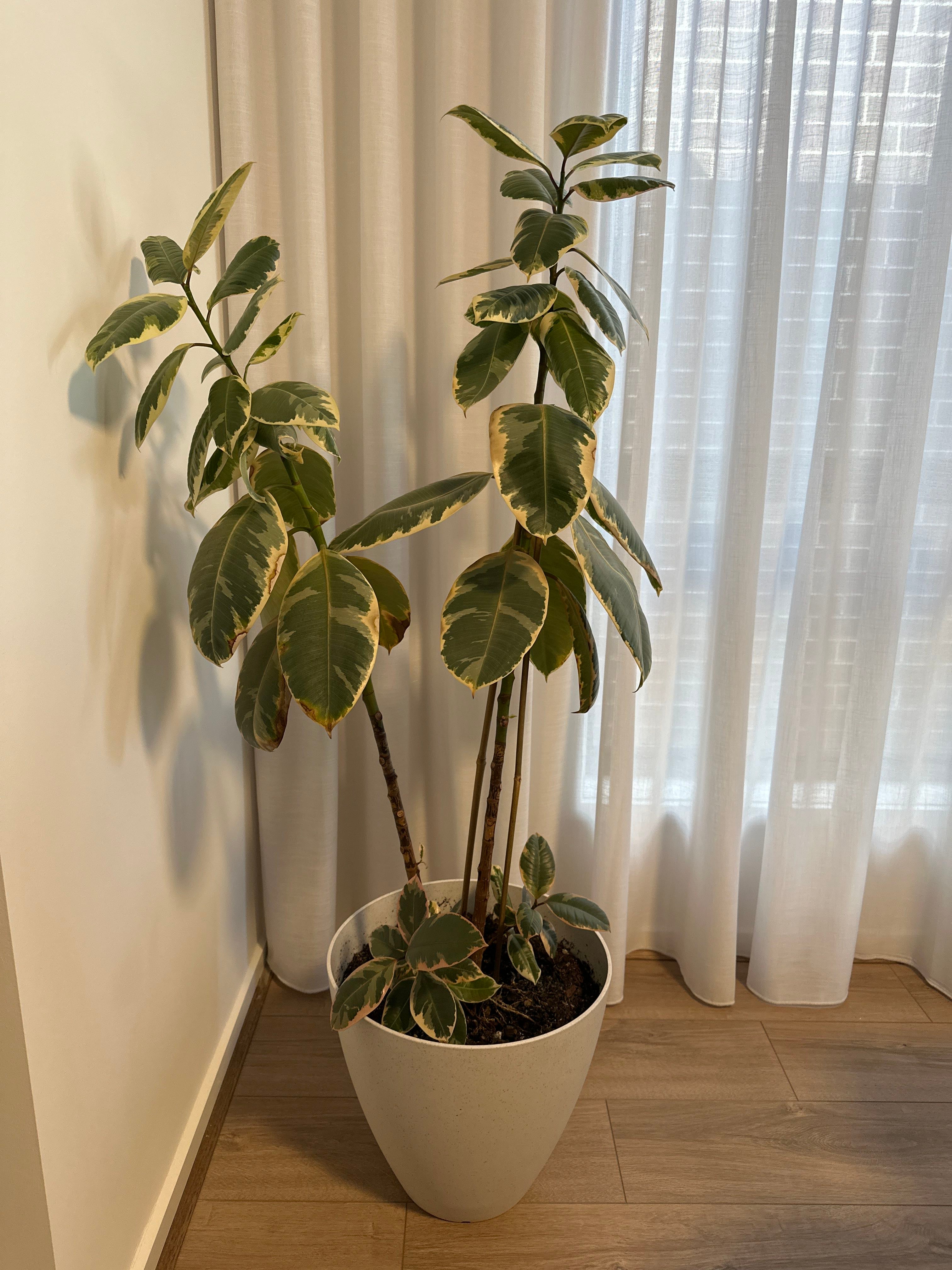 Ficus vasculosa: A Comprehensive Overview