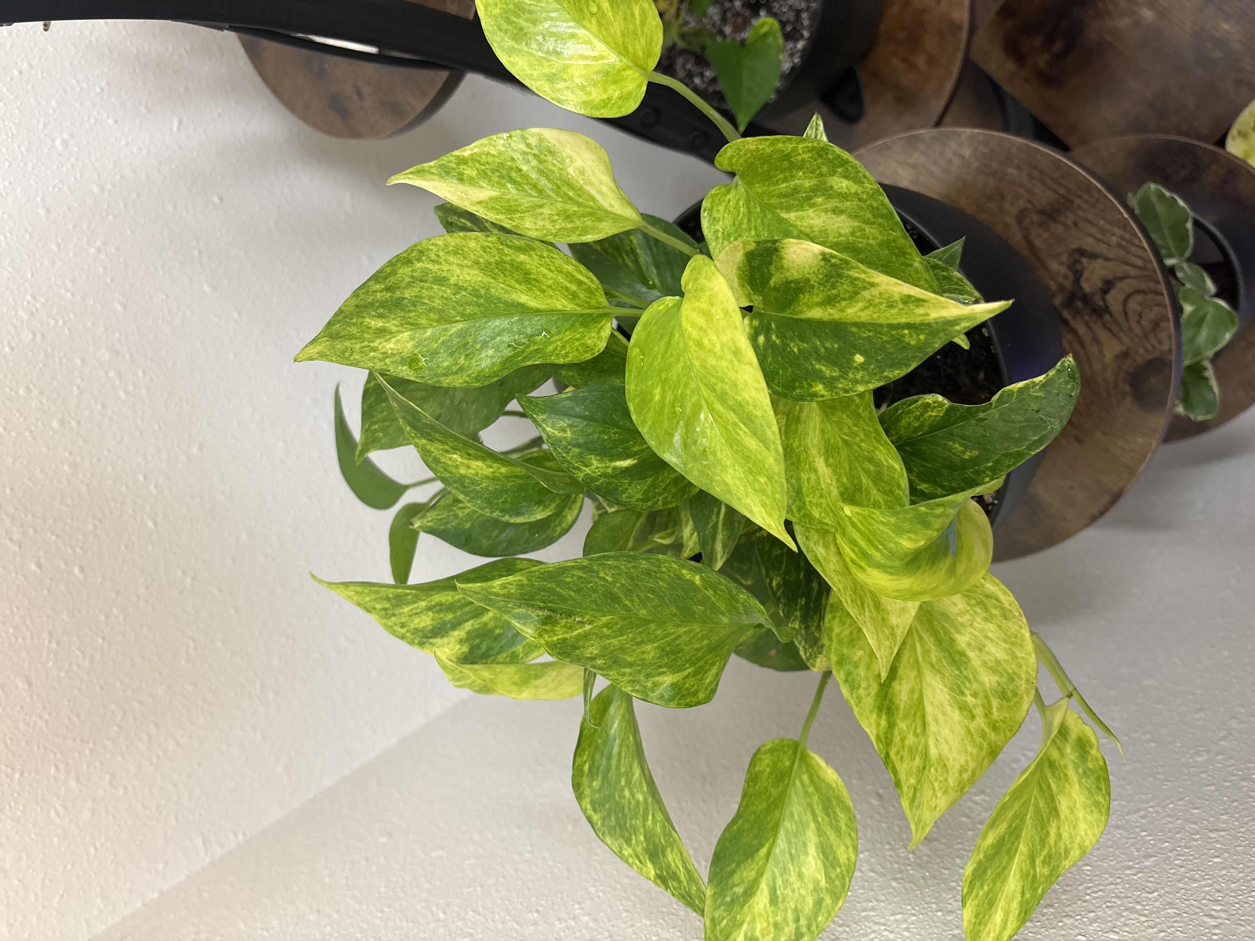 Neon Marble Pothos. She’s beautiful! 🌱
