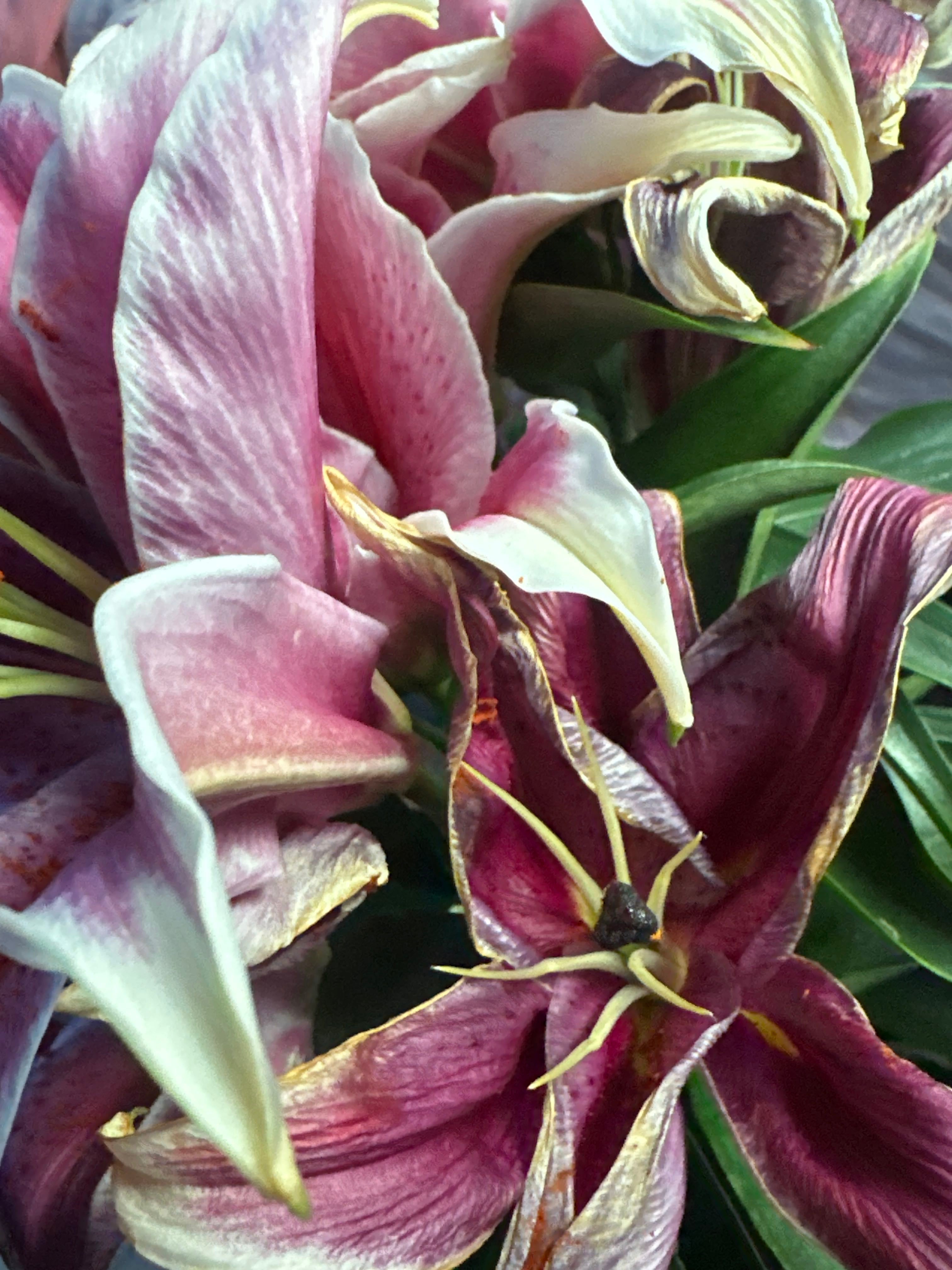 🌸 4 Do's and Don'ts of Growing Forever Susan Lily