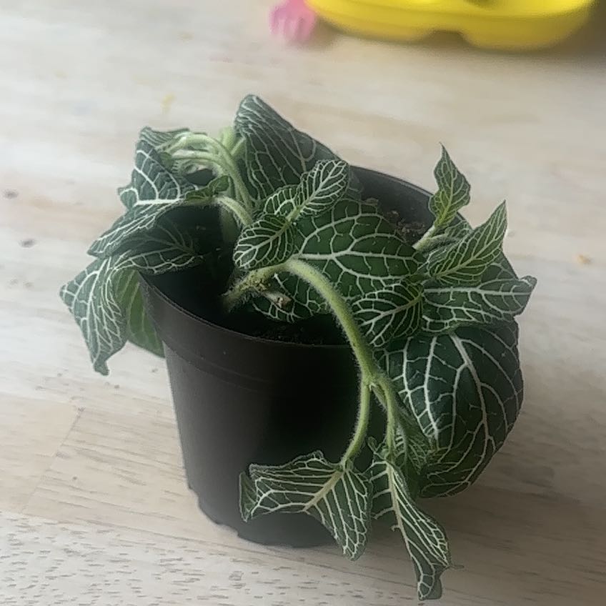 Superba Fittonia: How Much Water & Light Does it Need to Thrive?