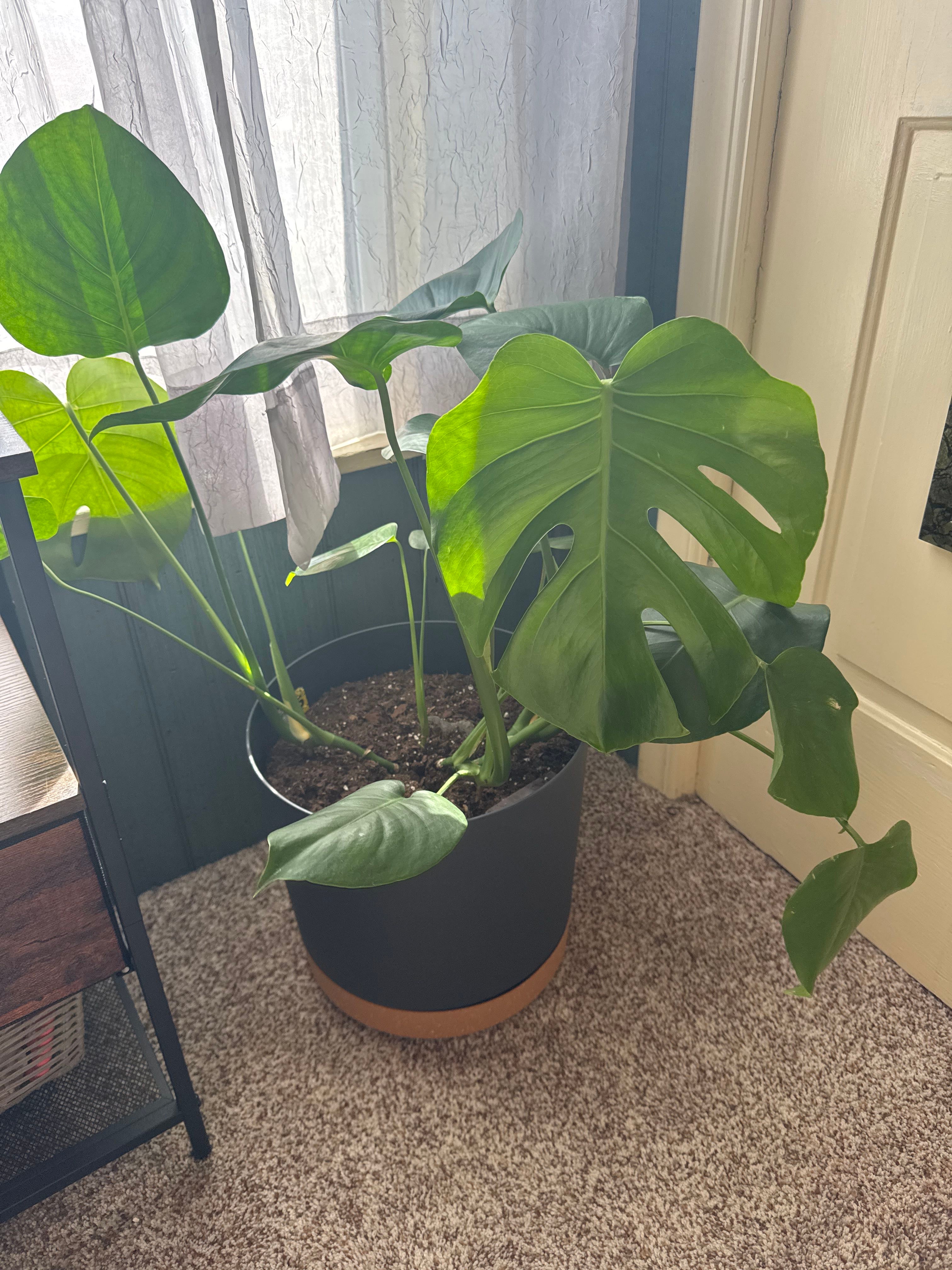 My monstera is finally an old enough gal! yayyy! check ou...