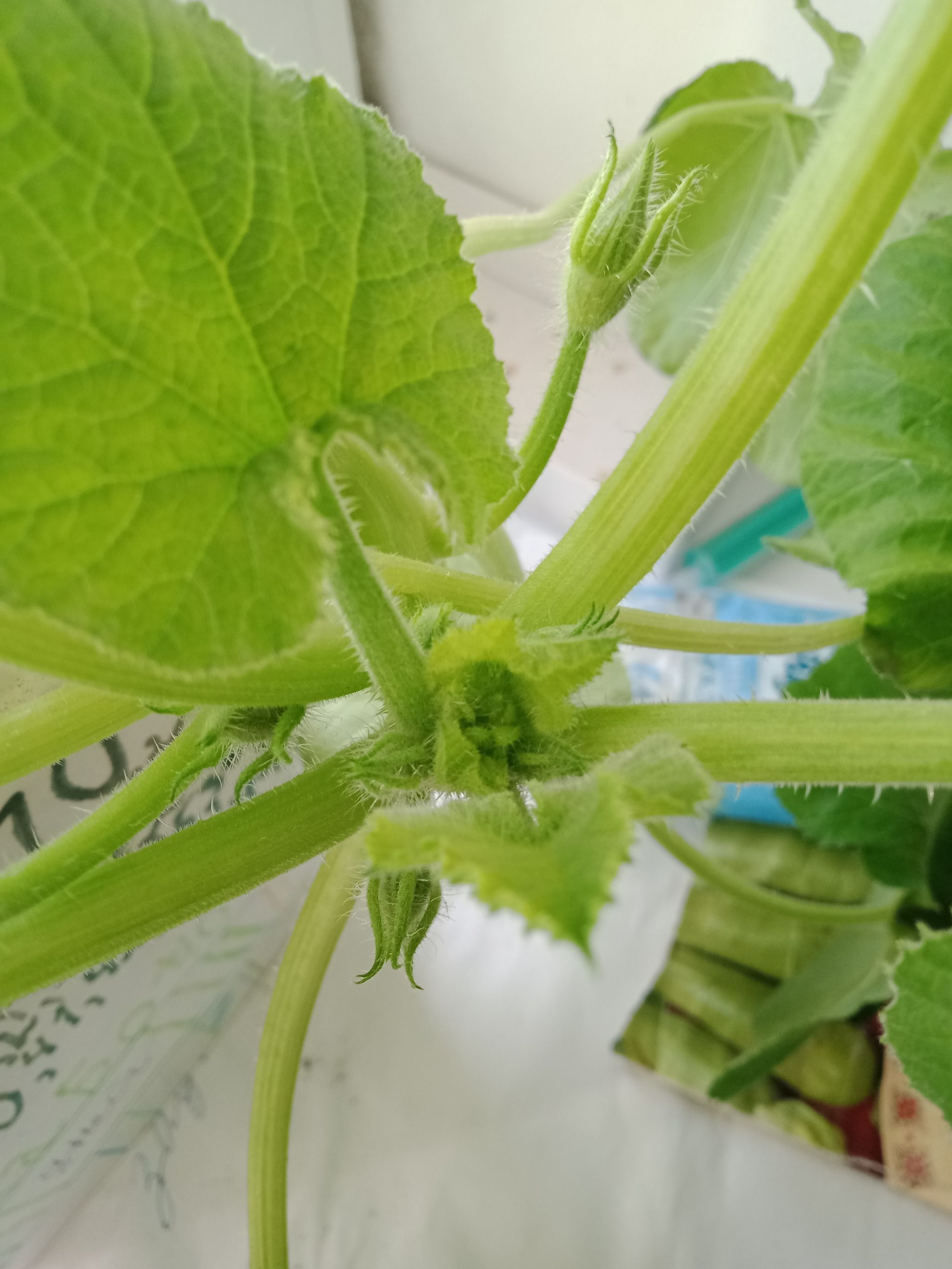 Everything You Need to Know About Smooth Criminal Squash 💃