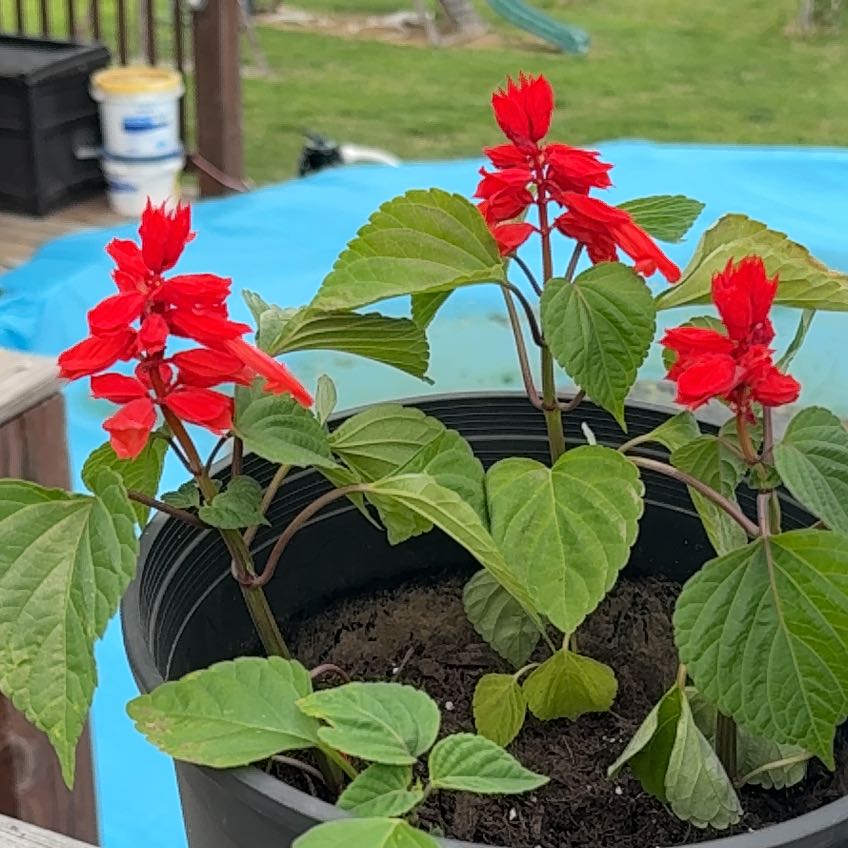 Scarlet Sage 'Vista Red' Care 101: Water, Light & Growing Tips