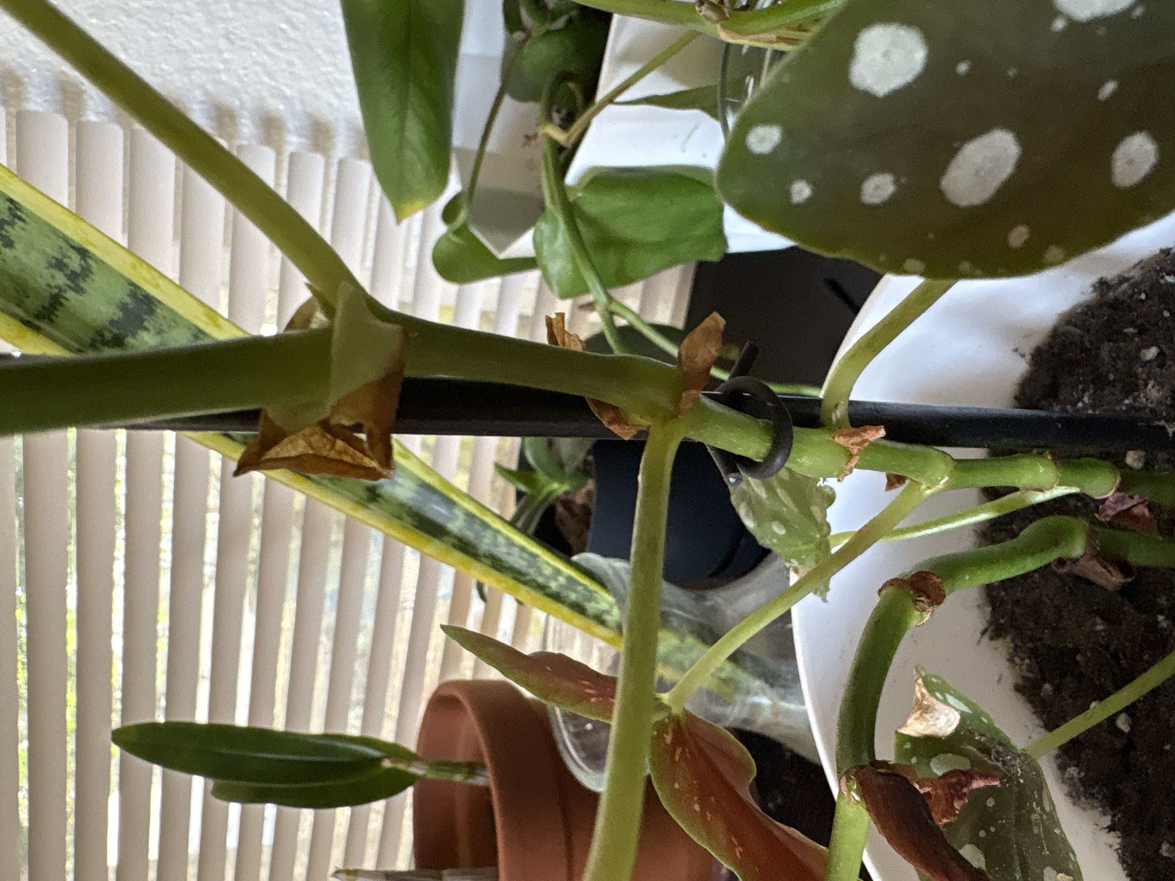 Why Are There Brown Spots on My Begonia rex 'Silver Limbo'?