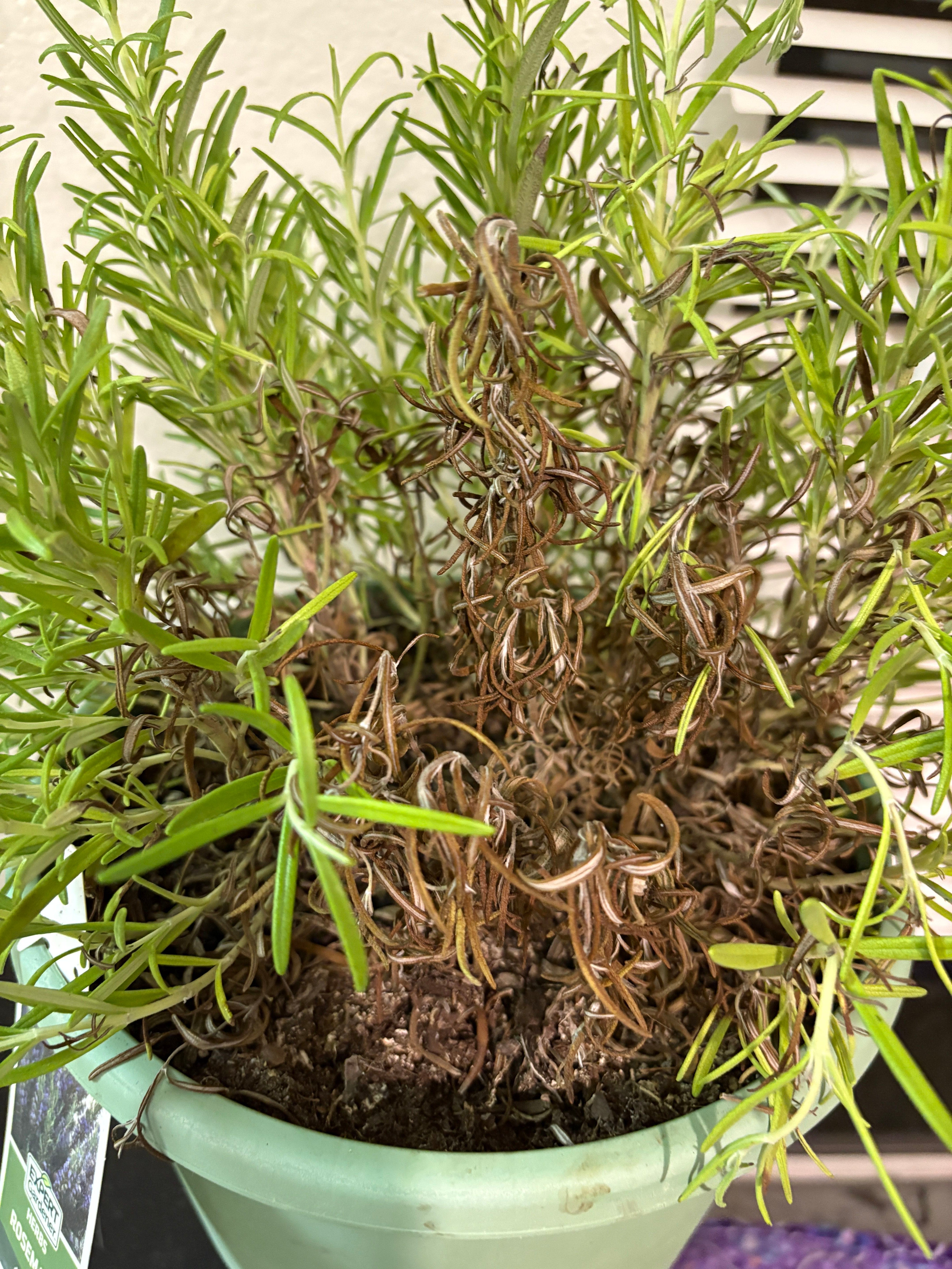 Ultimate Guide to Salvia 'Rose Marvel' 🌹