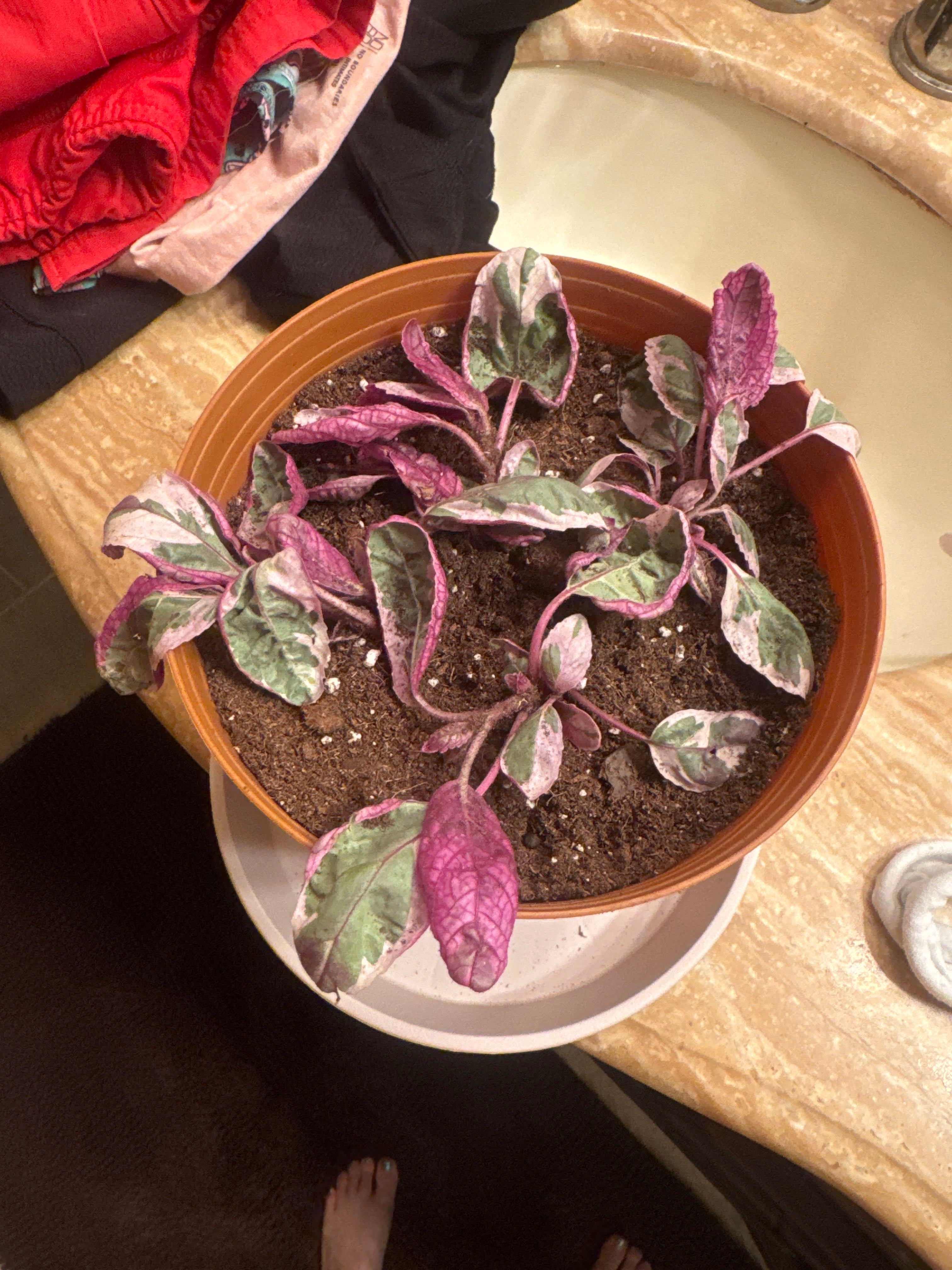 Waffle Plant Plant Care: Water, Light, Nutrients | Greg App 🌱