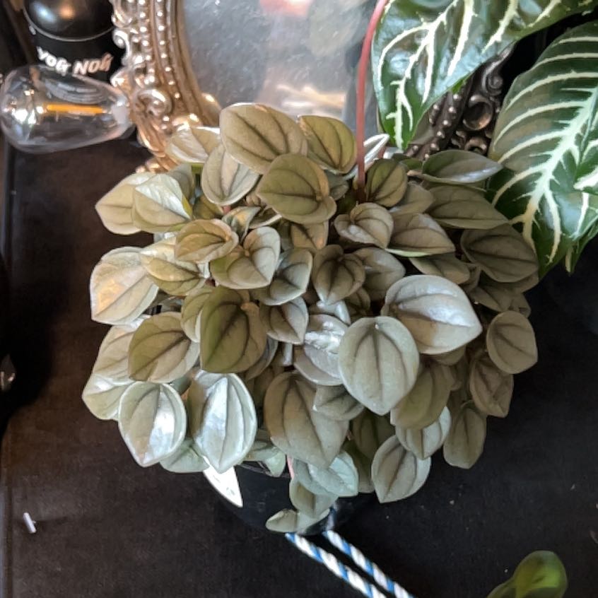 Tree Diddy | A plant by @AdeptRossavens on Greg