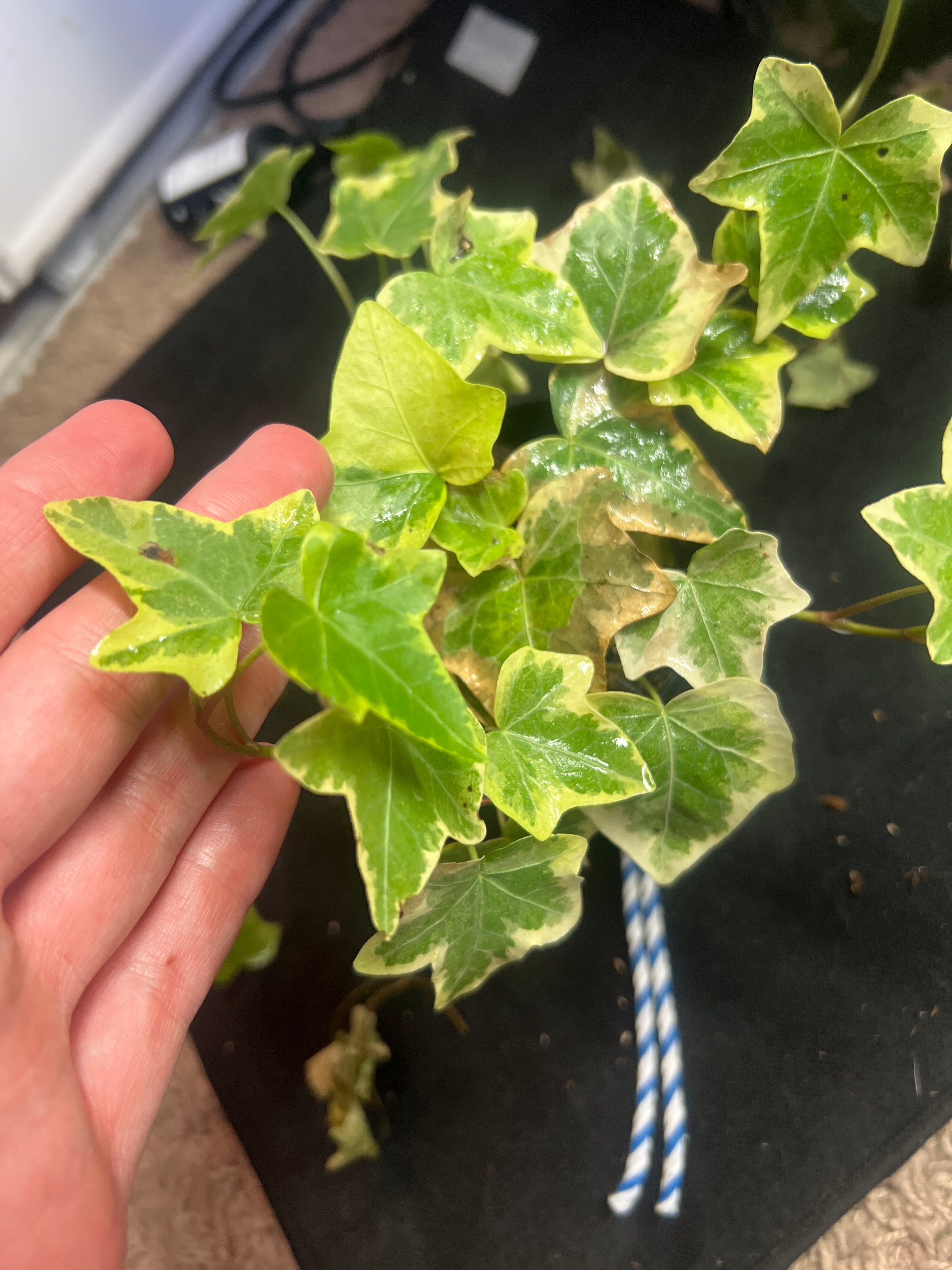 English Ivy's Best Friends: Top Companion Plants