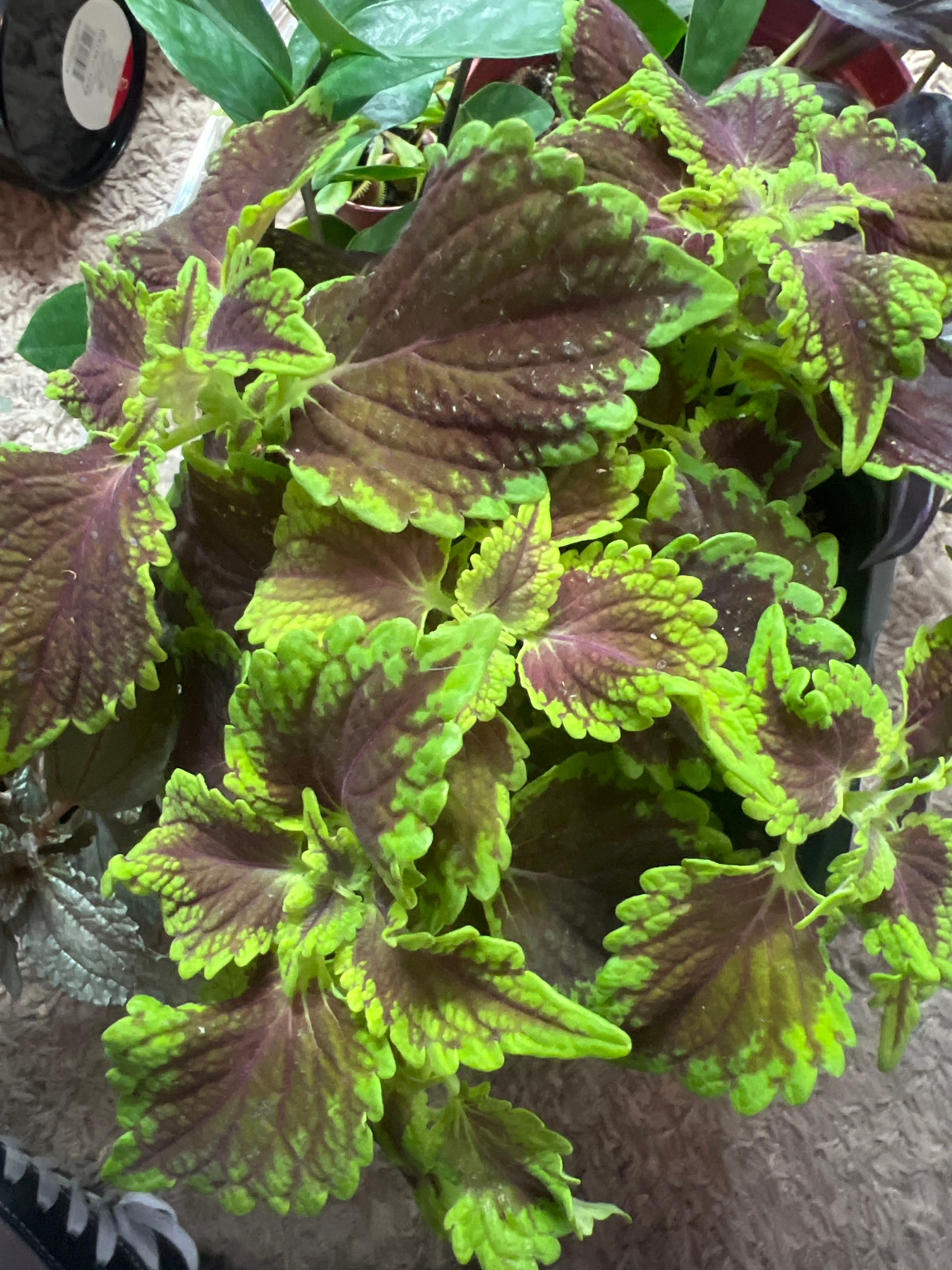 Coleus Kong Plant Care: Water, Light, Nutrients | Greg App 🌱