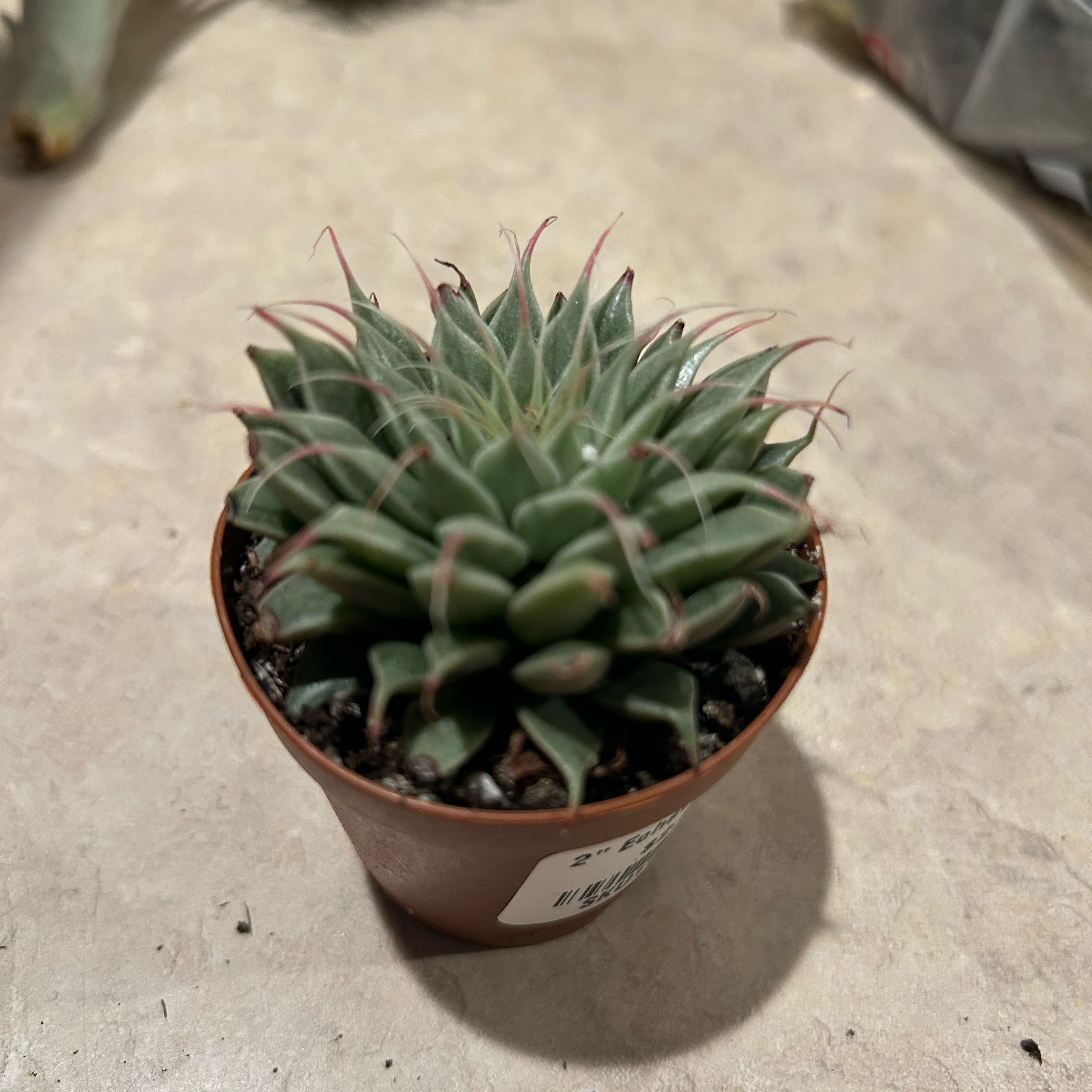 Silver Star Plant Care: Water, Light, Nutrients | Greg App 🌱