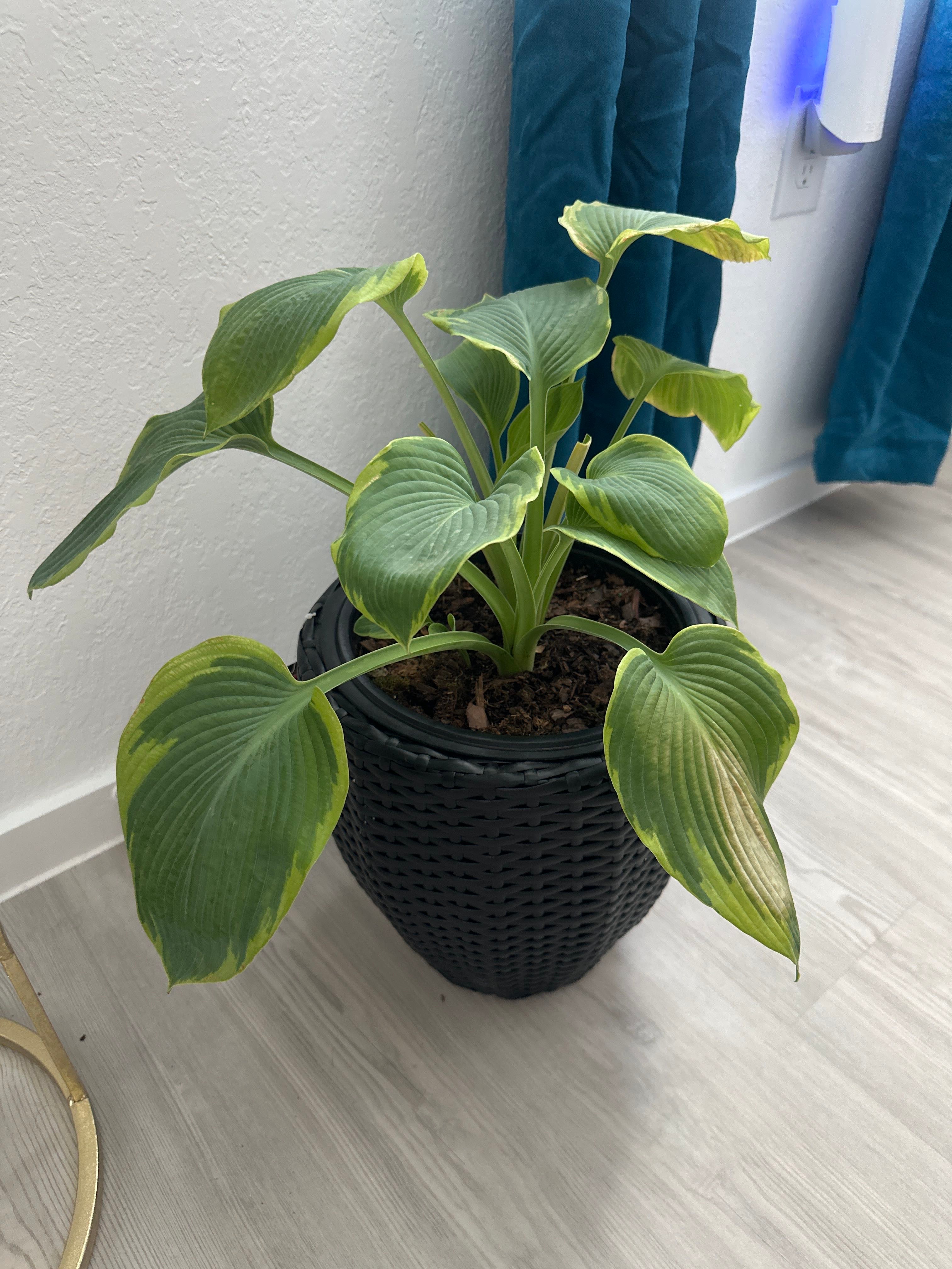 🍏 What is a Hosta 'Forbidden Fruit'? Complete Guide