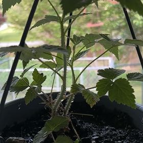 Wild Raspberry Care 101: Water, Light & Growing Tips