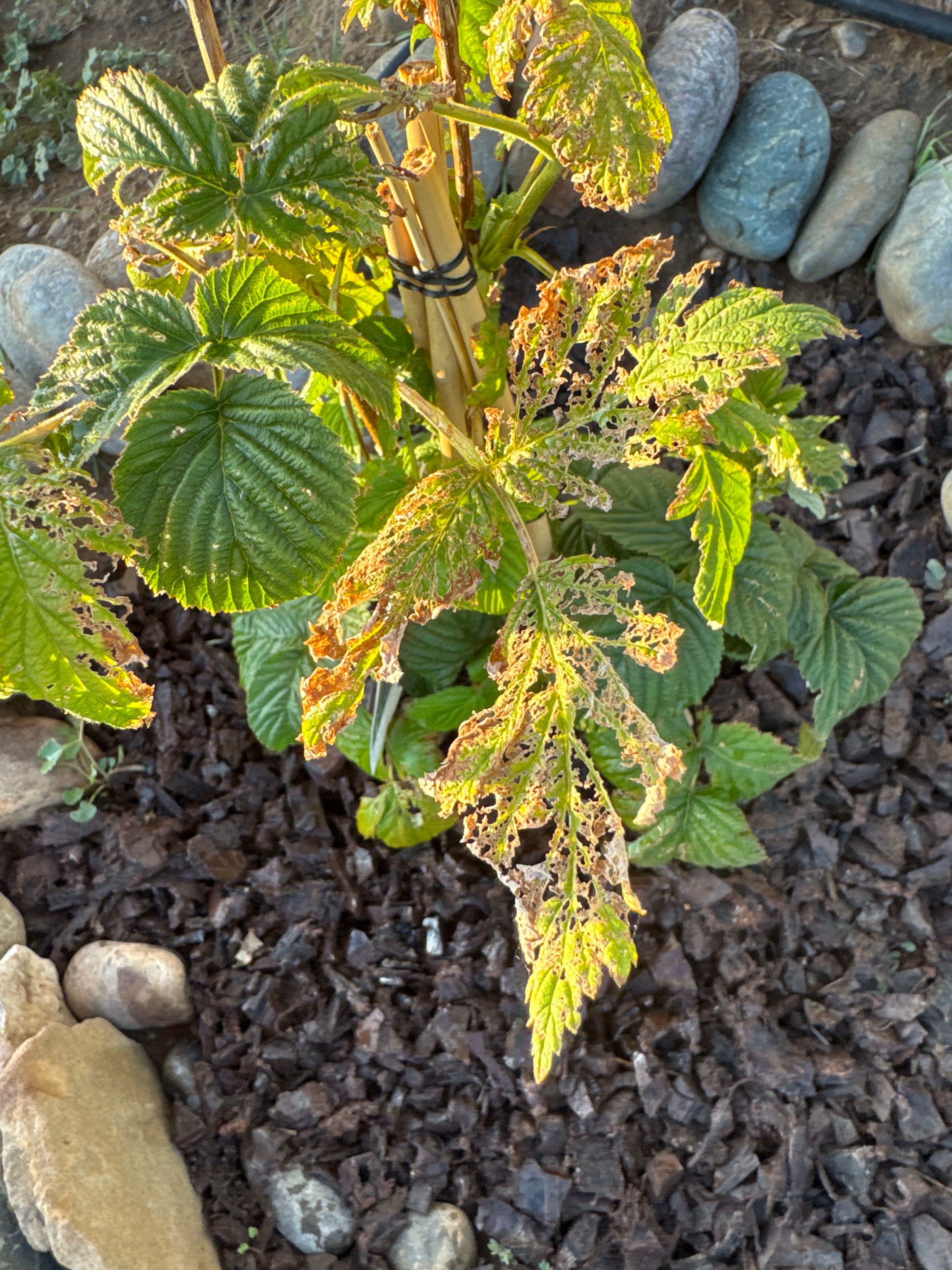 Step-by-Step Guide to Fertilizing Your Raspberry 🍇