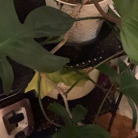How to Care for Rudolph Philodendron: Mastering Water, Sunlight & More