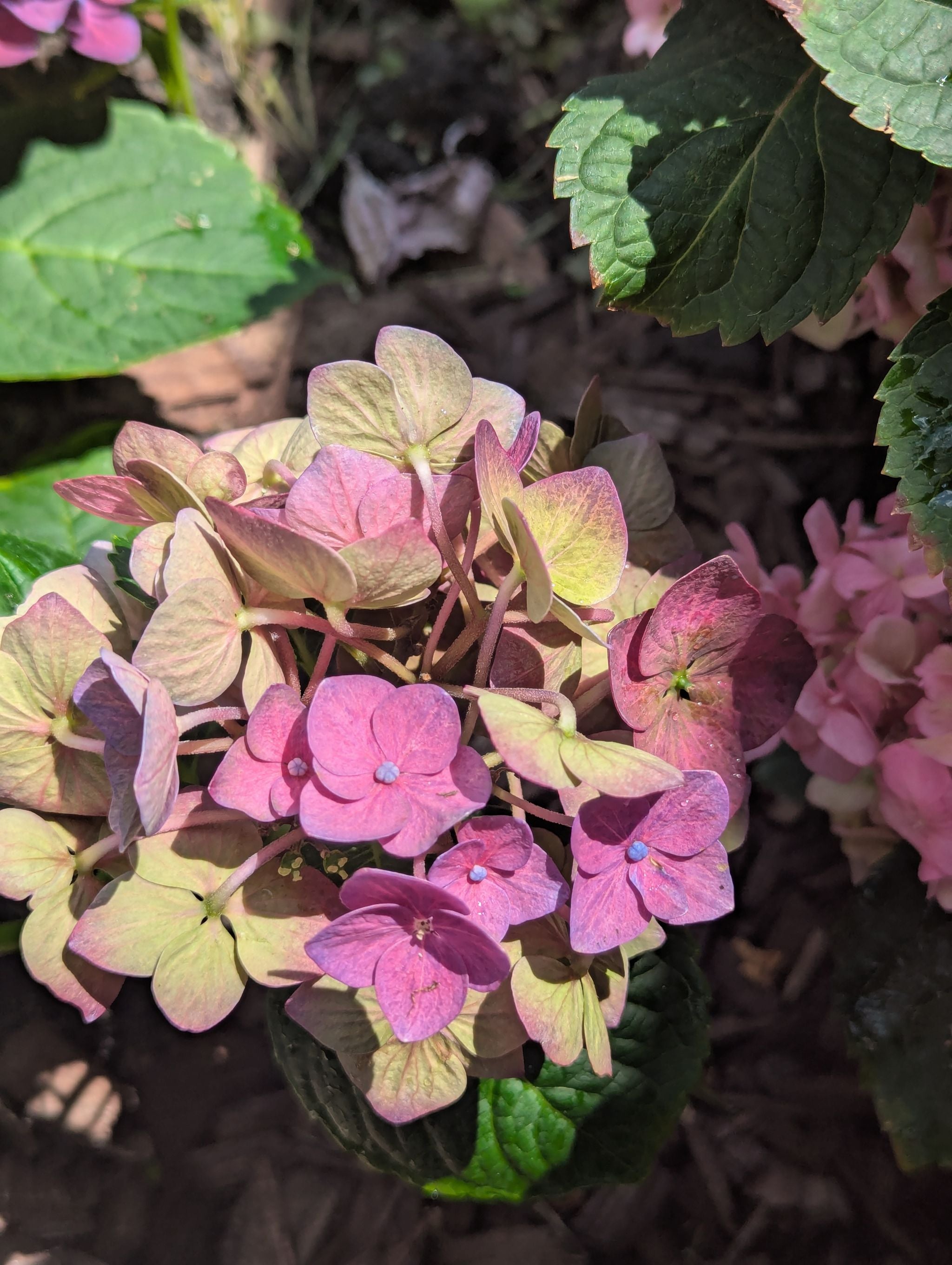 Hydrangea Plant Care: Water, Light, Nutrients | Greg App 🌱
