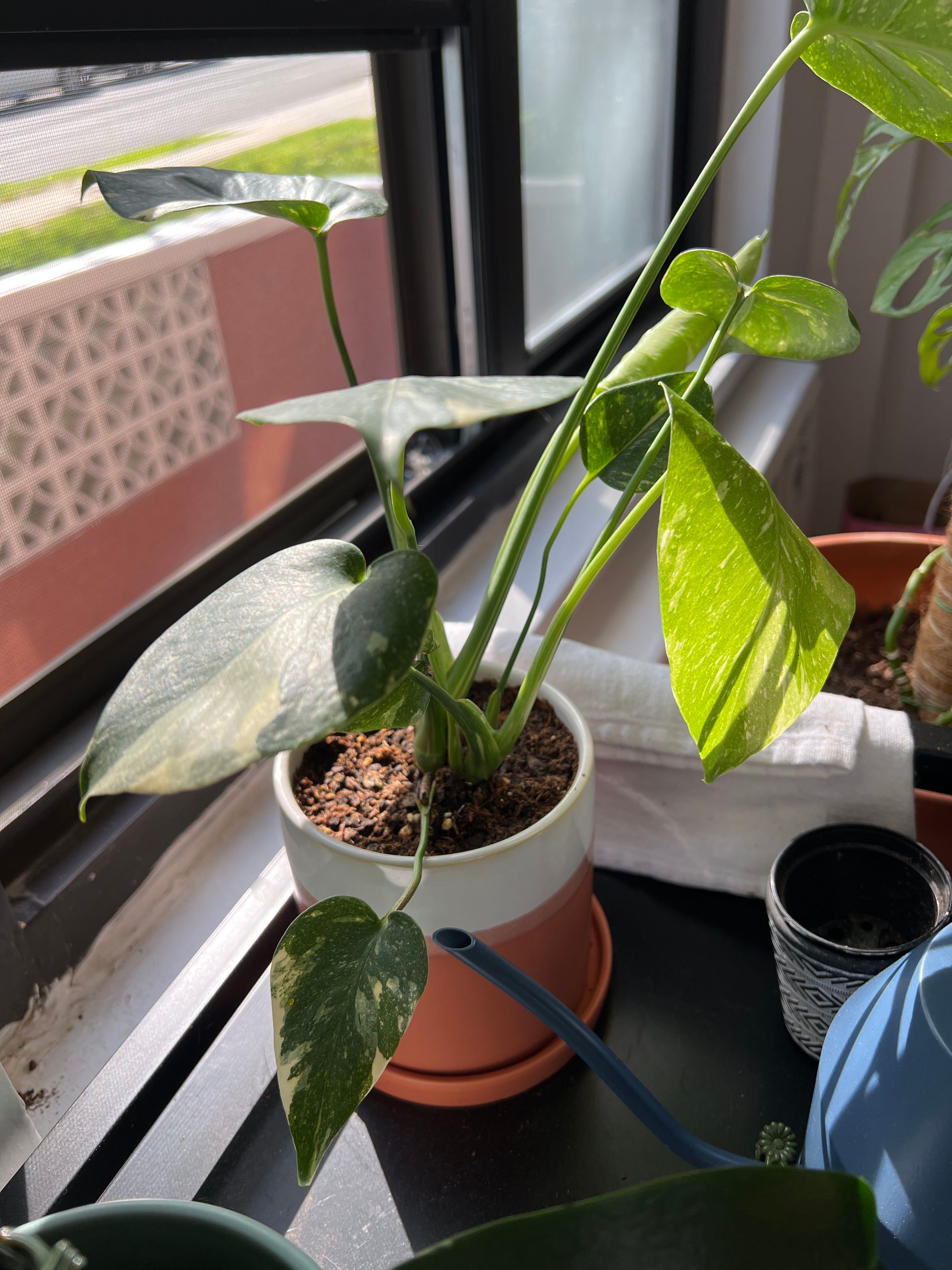 5 Key Phases of Monstera 'Thai Constellation' Development ⭐