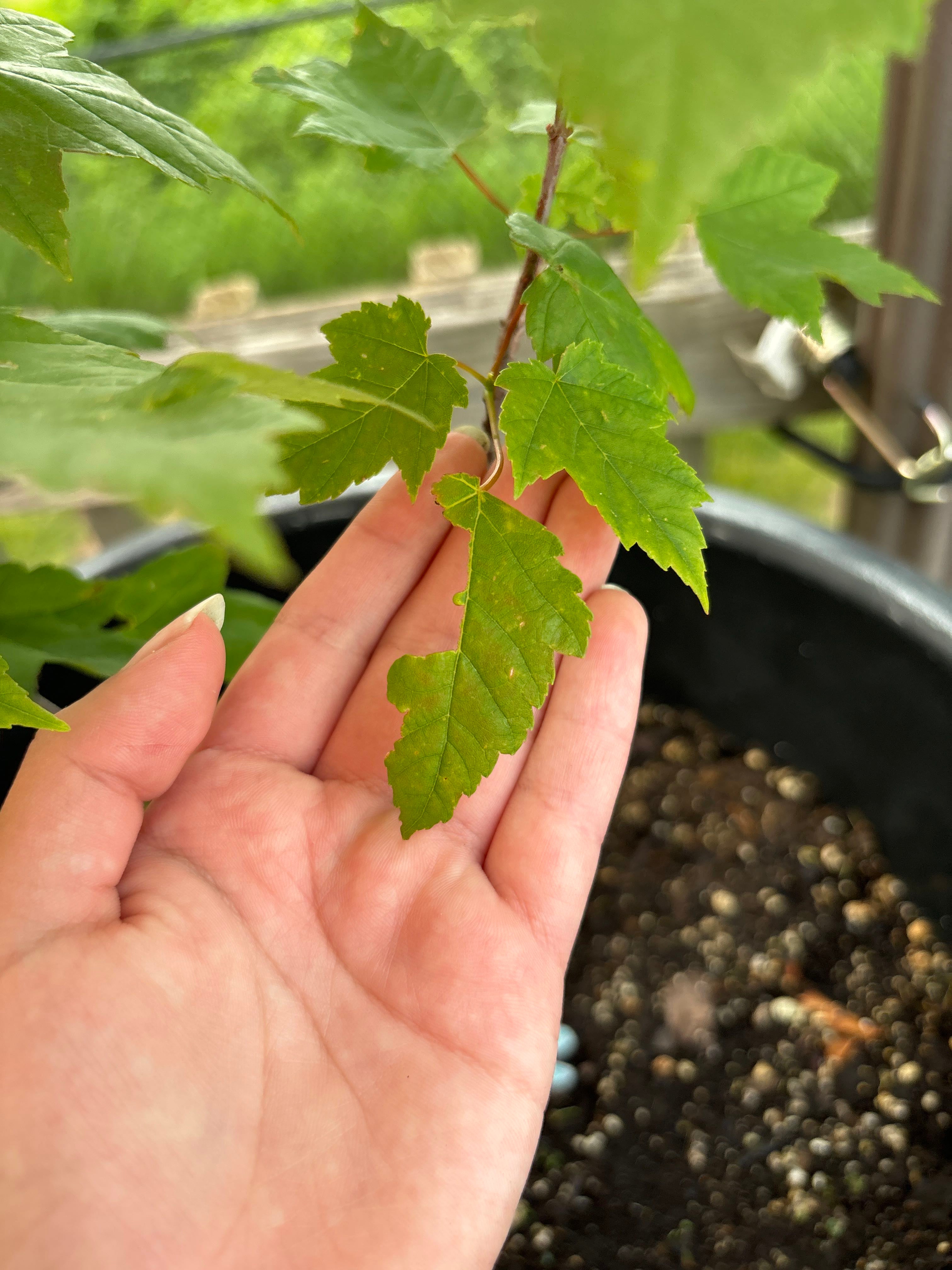 🌳 What to Do About Droopy Leaves on Your Maple Tree