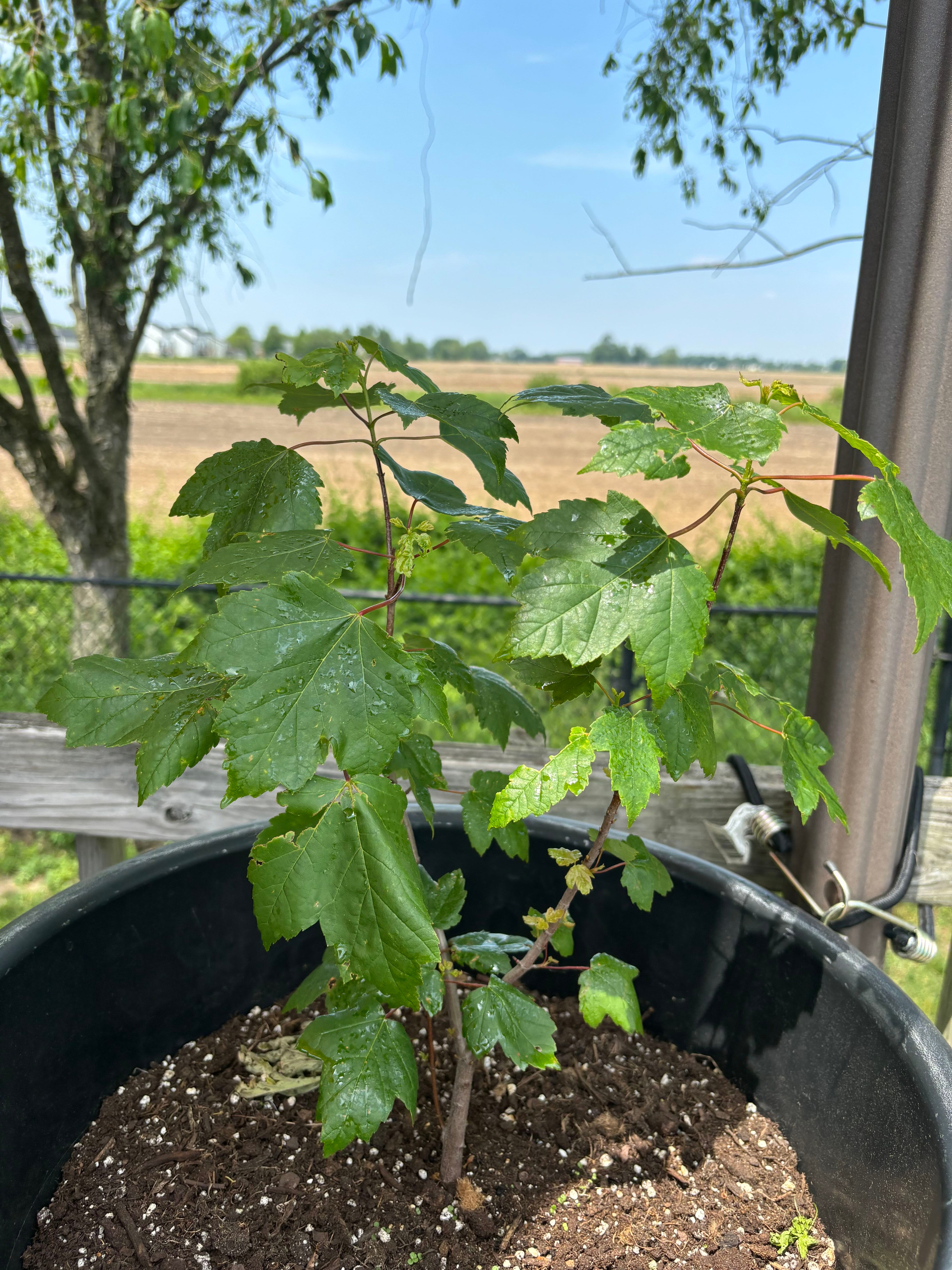 Propagating Your Red Maple: Step-by-Step Guide