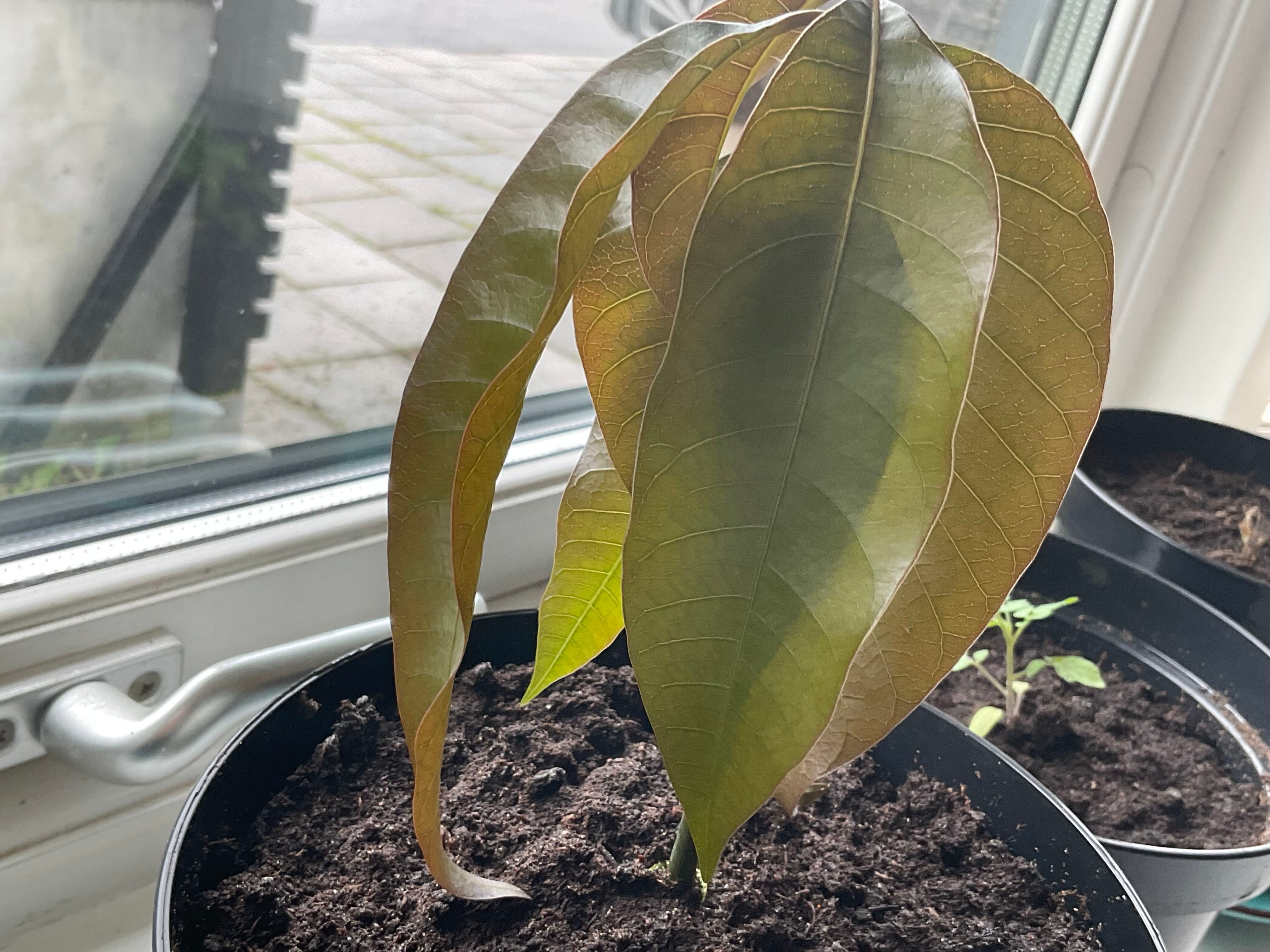 Common Mango Problems