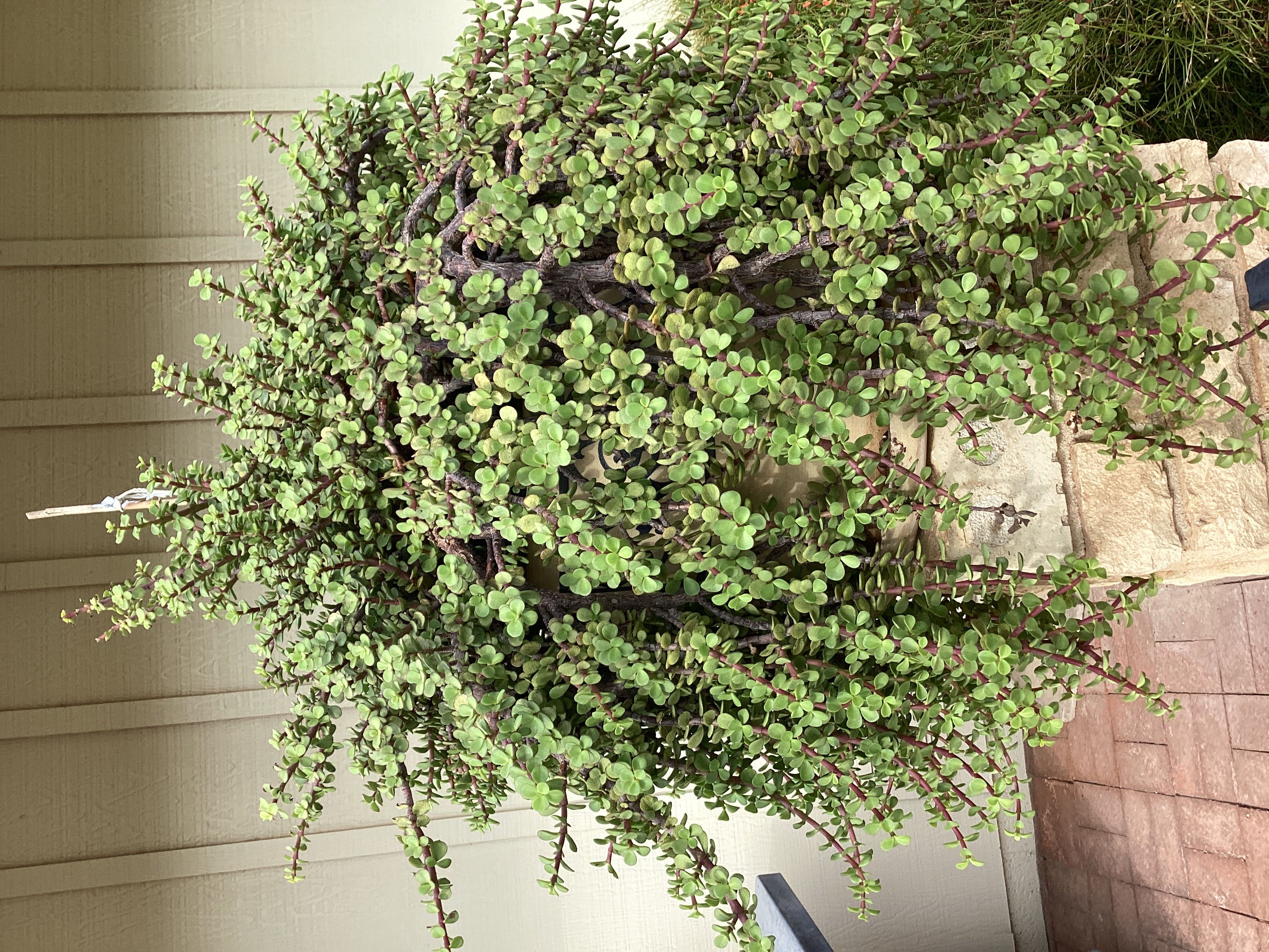 My elephant bush plants are in 18 “ pots. They were given...