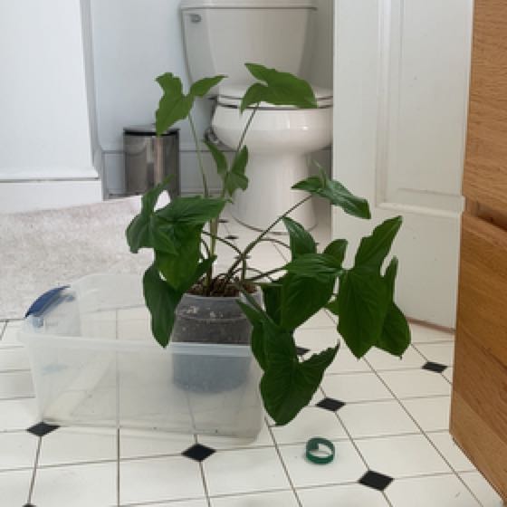 The Complete Dwarf Voodoo Lily Plant Care Guide: Water, Light & Beyond