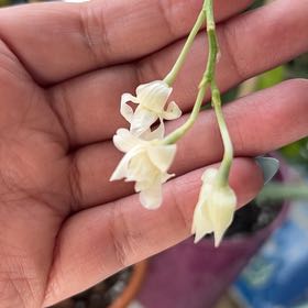 The Complete Dendrobium 'Mini Snowflake' Plant Care Guide: Water, Light ...
