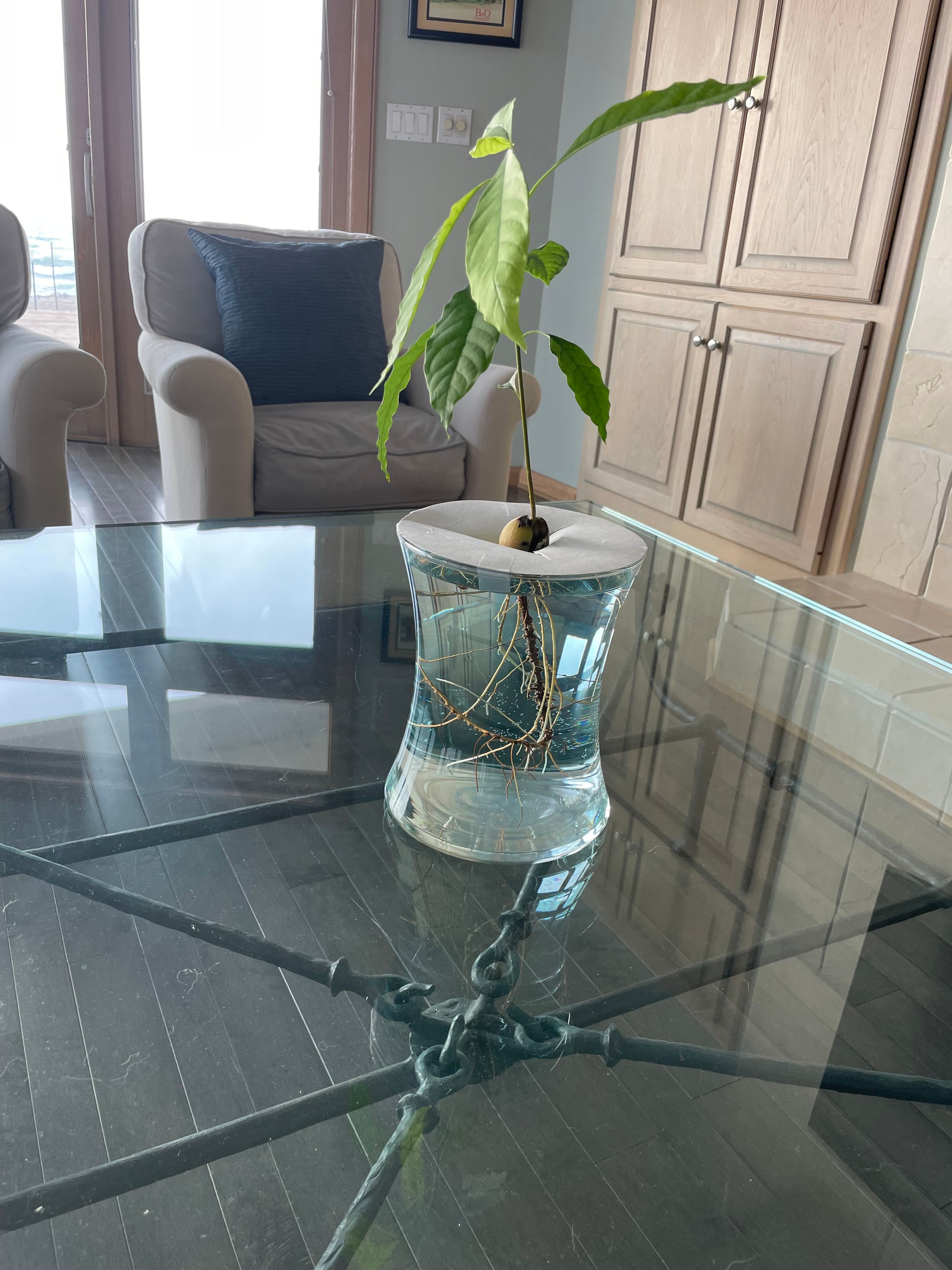 🥑 Avocado Tree Roots 101