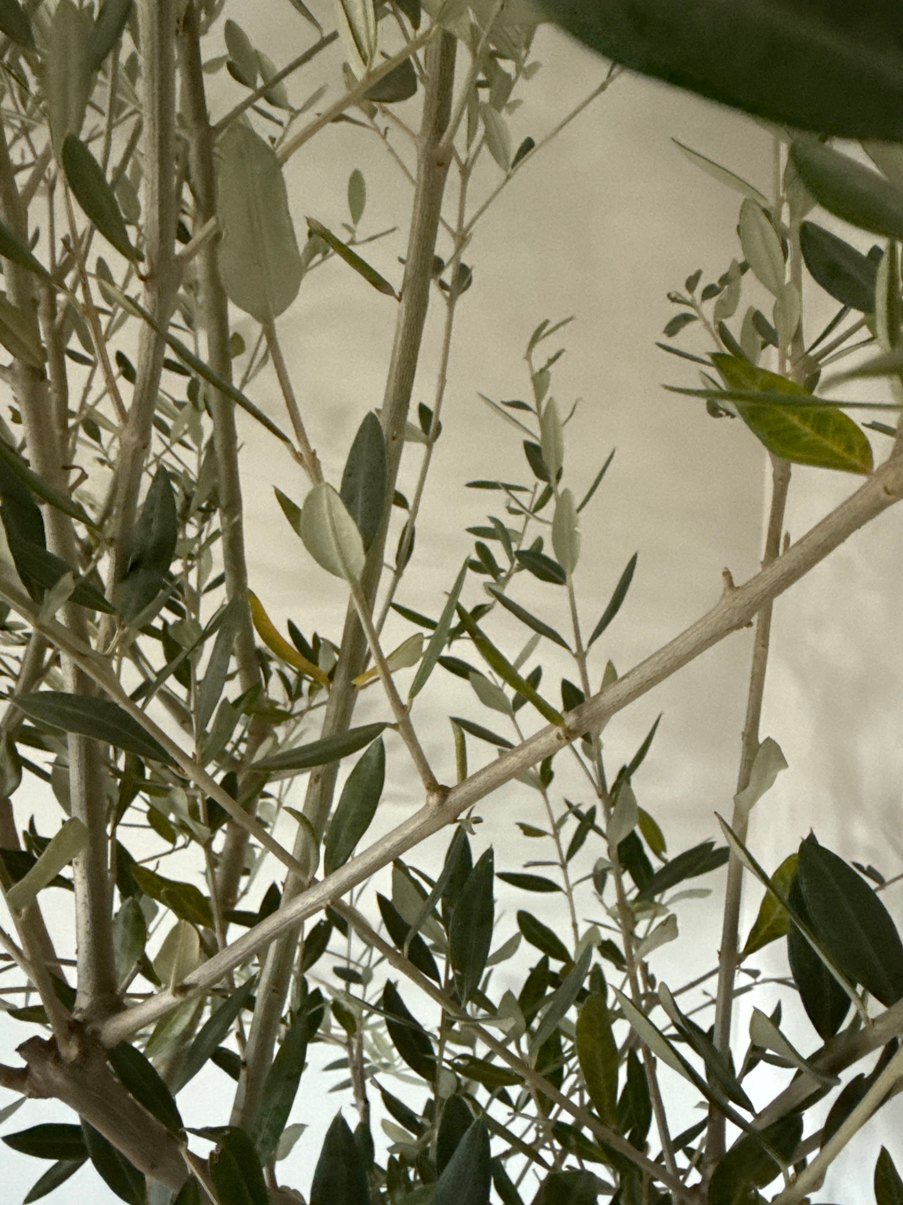 How and When to Pollinate Olive Tree