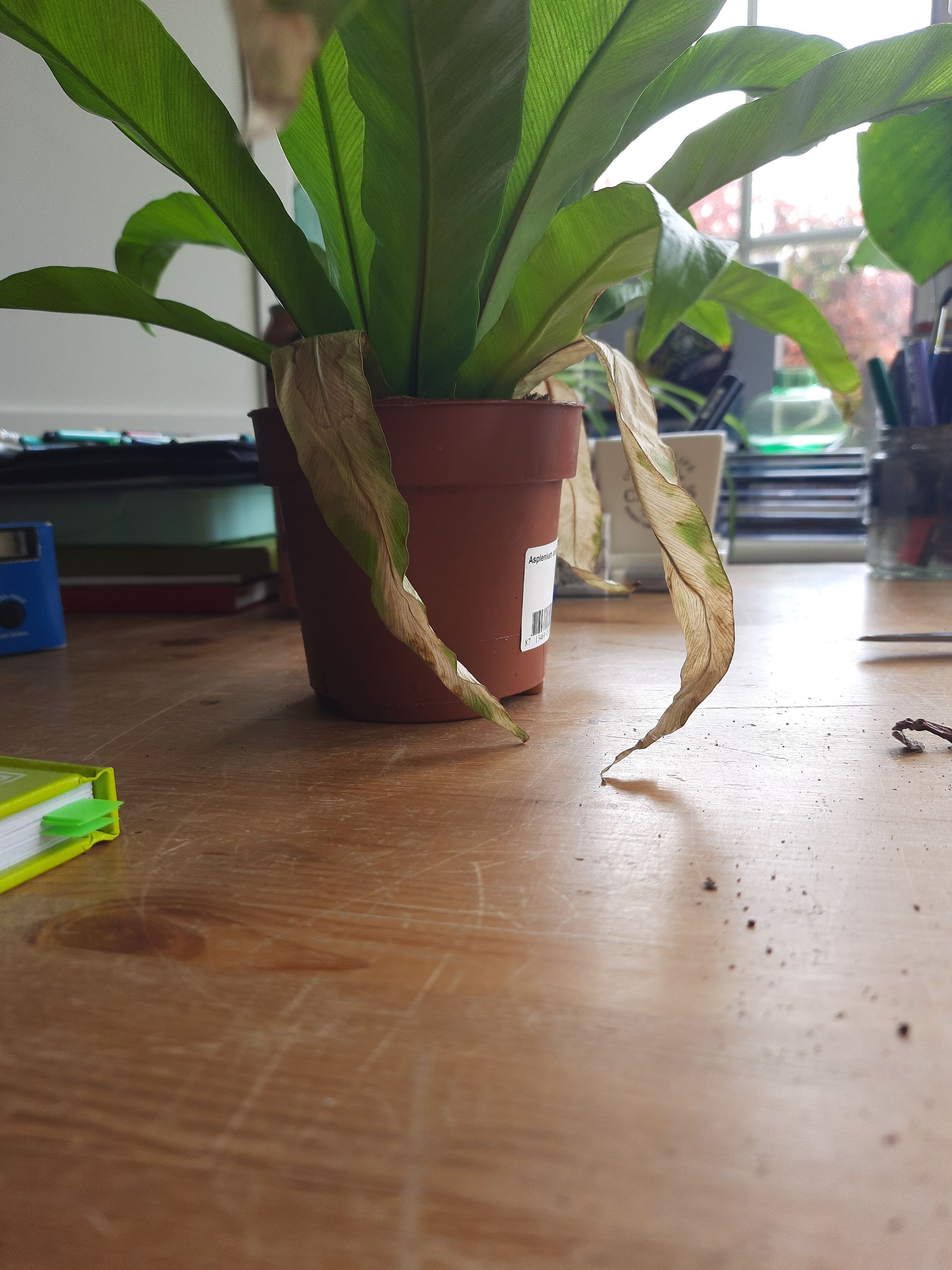 Keep Your Bird's Nest Fern Alive: Light, Water & Care Instructions