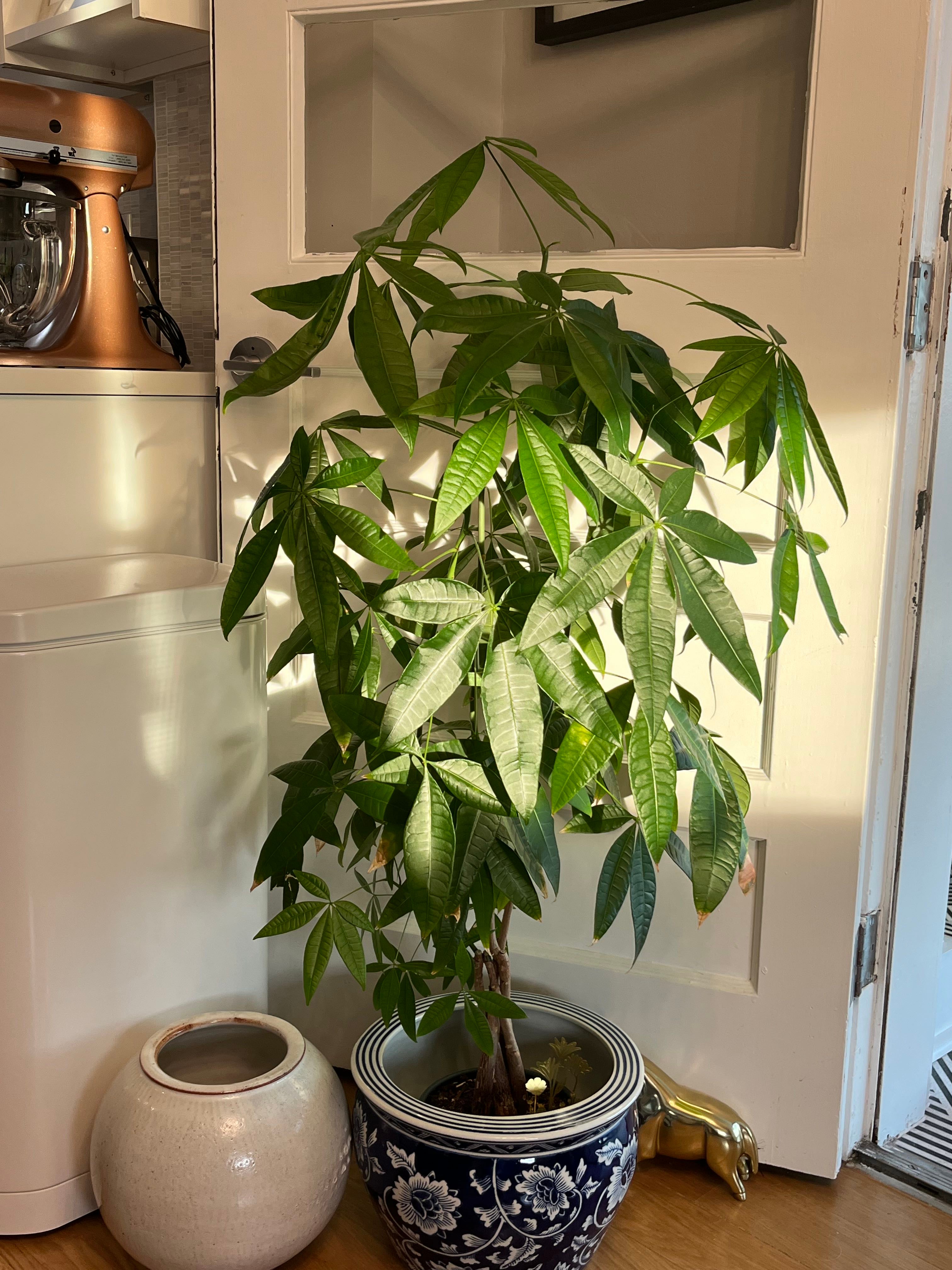 Why Are My Money Tree Leaves Falling Over?