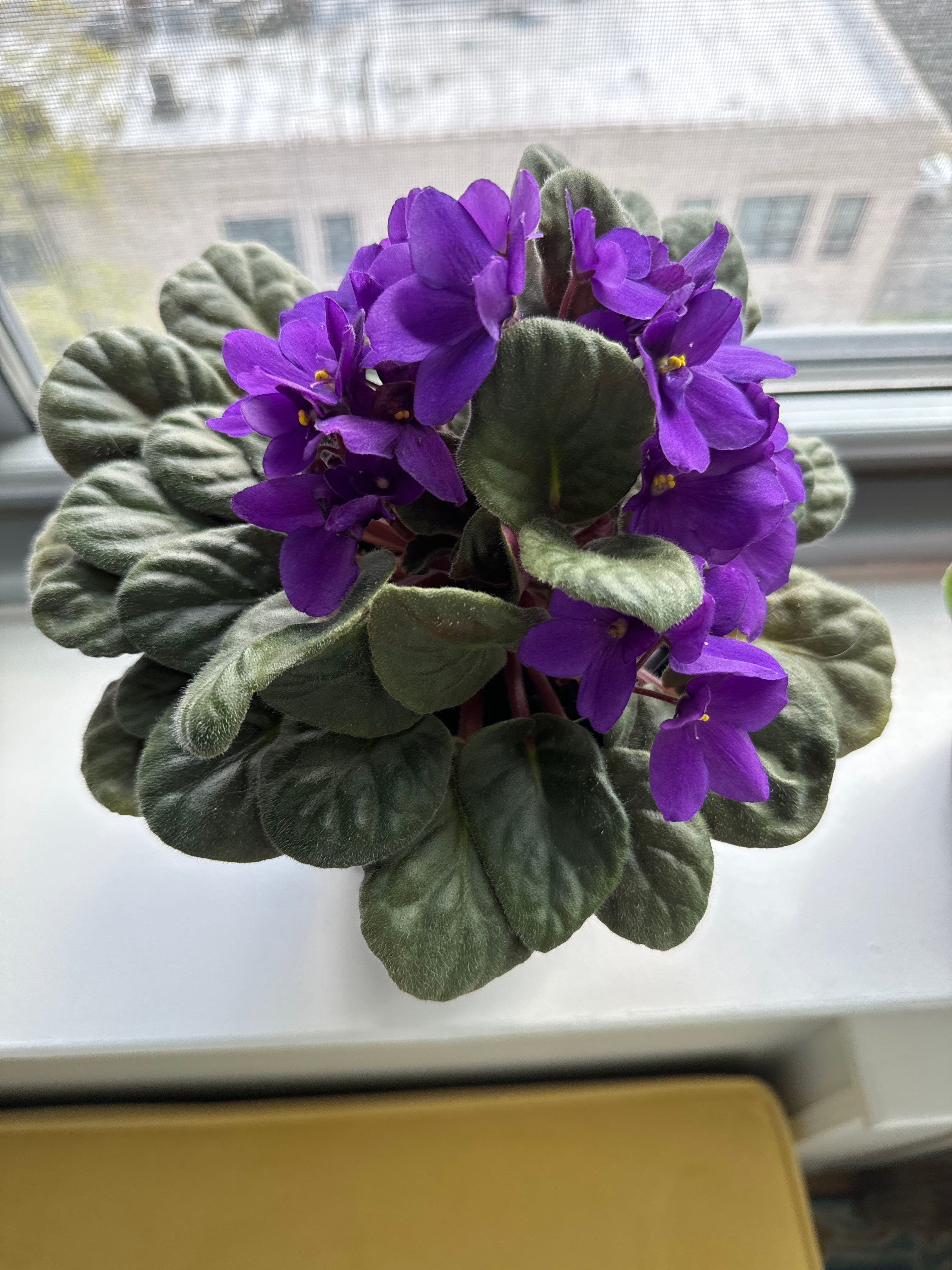 The Complete Streptocarpus 'Pretty Turtle' Plant Care Guide: Water ...