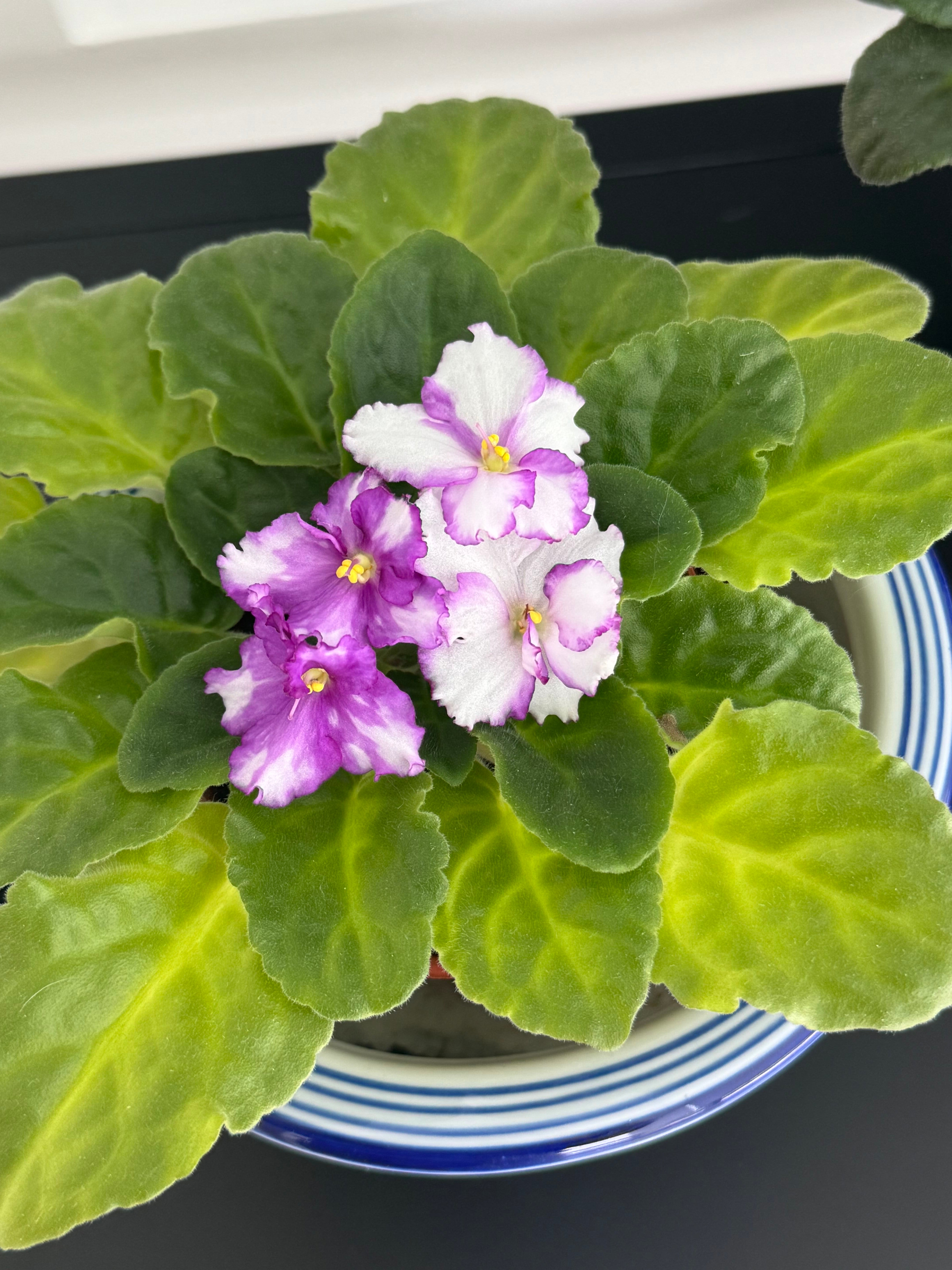 🐢 3 Do's and Don'ts of Growing Pretty Turtle Streptocarpus