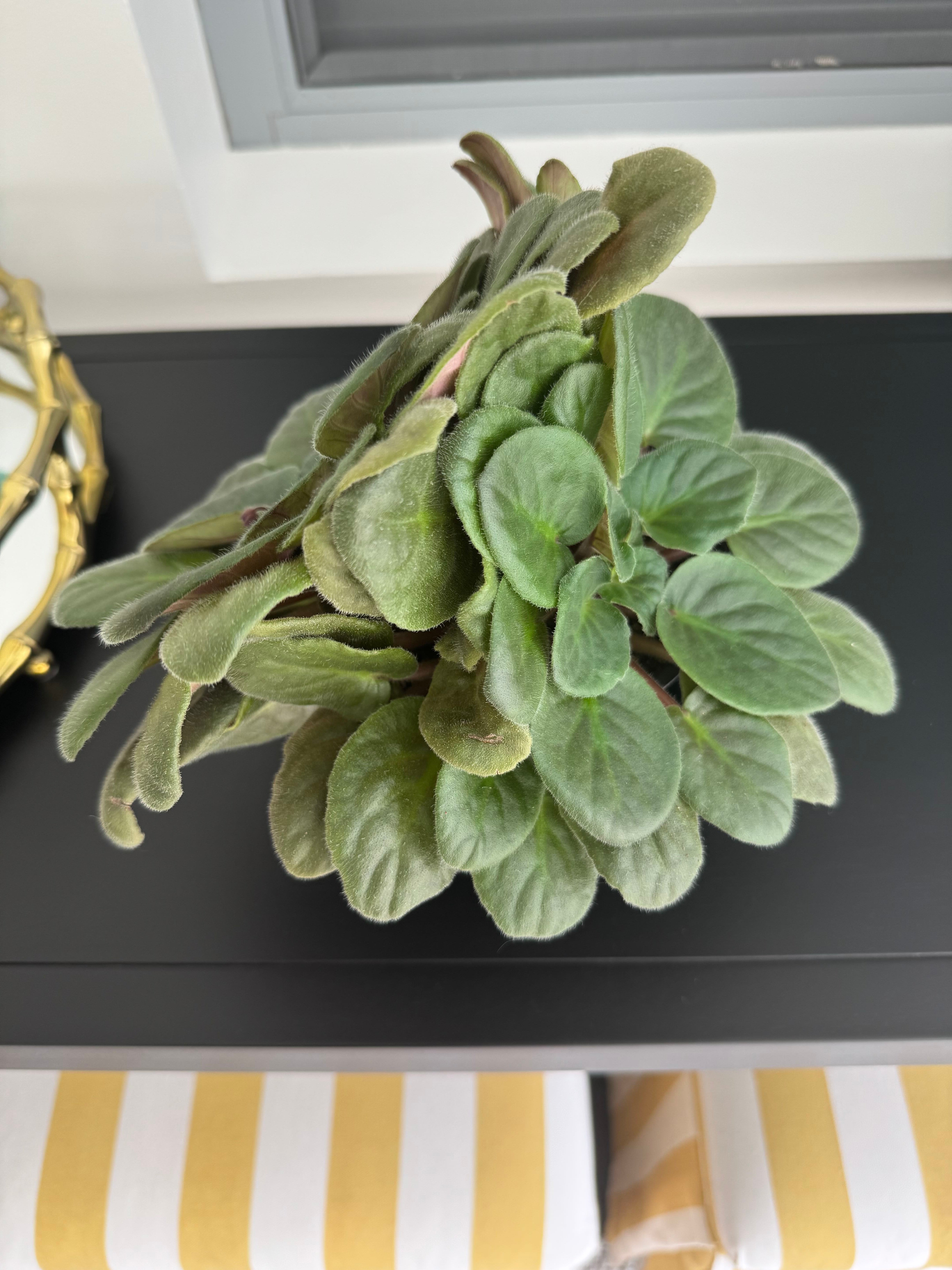 🐢 3 Do's and Don'ts of Growing Pretty Turtle Streptocarpus