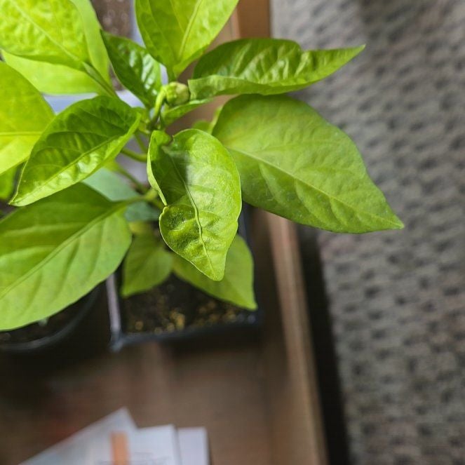 Keep Your Pimento Pepper Alive: Light, Water & Care Instructions