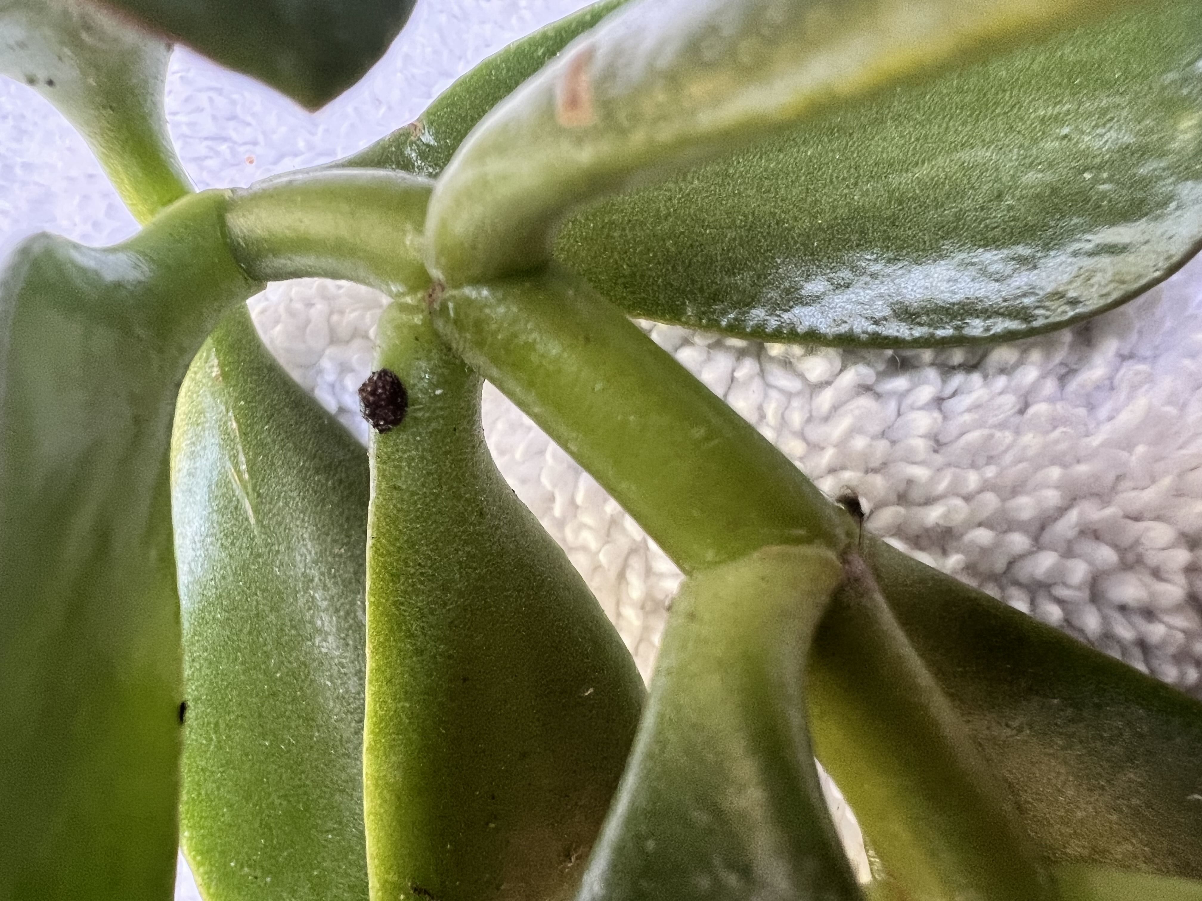 🦋 Butterfly Bush Care: Preventing and Treating Root Rot