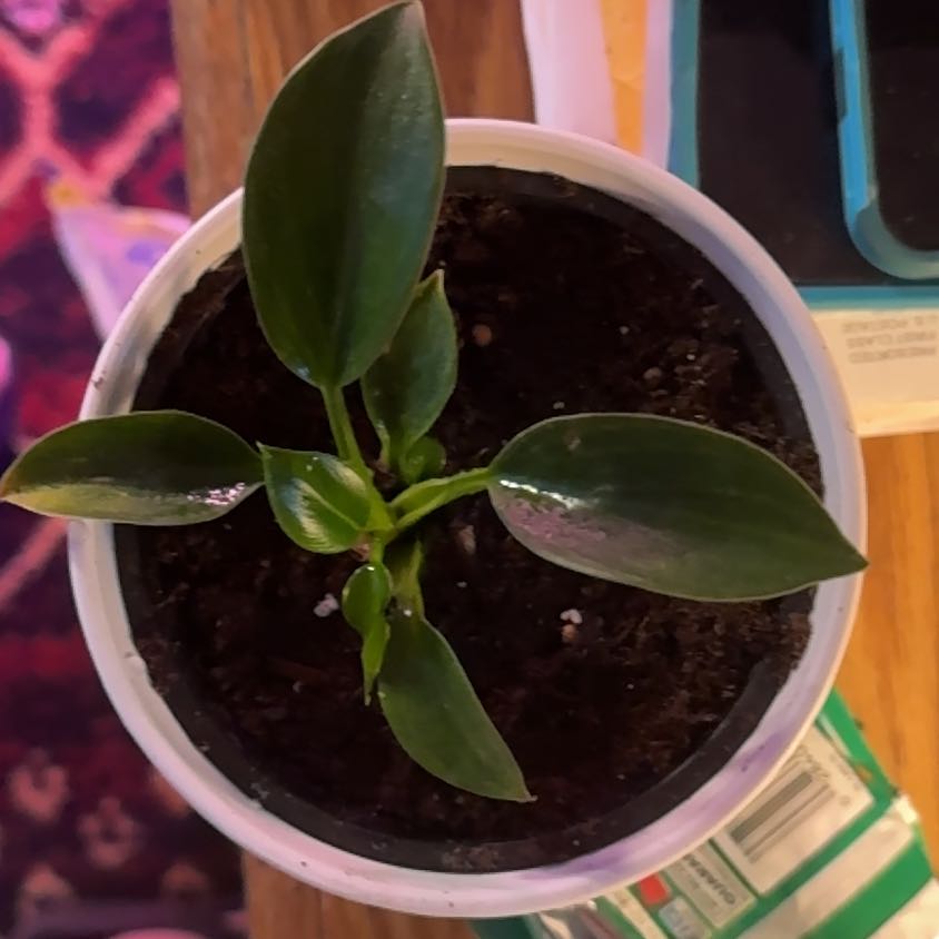 James Dean | A plant by @PlantMummy2025 on Greg