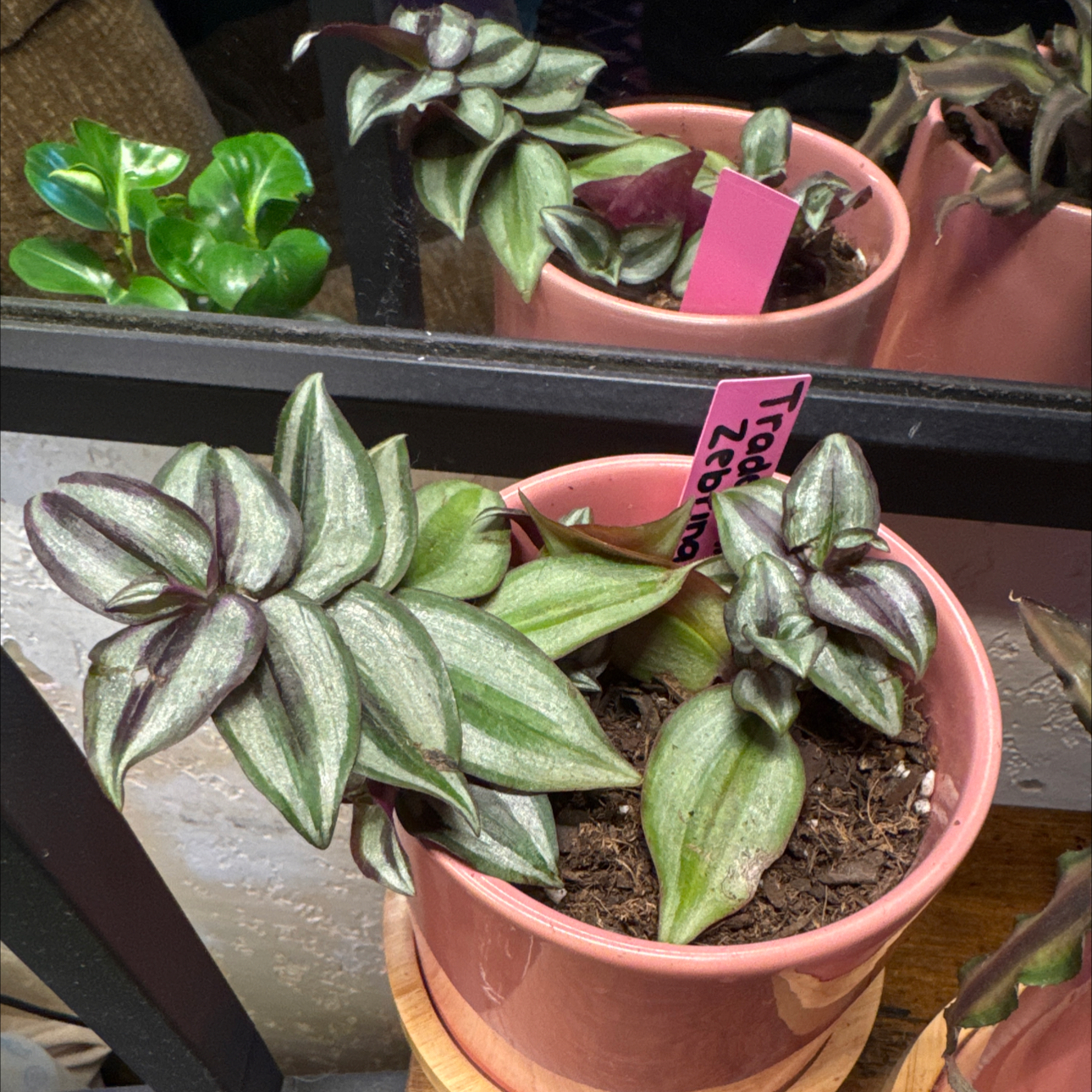 Kardashian | A plant by @PlantMummy2025 on Greg