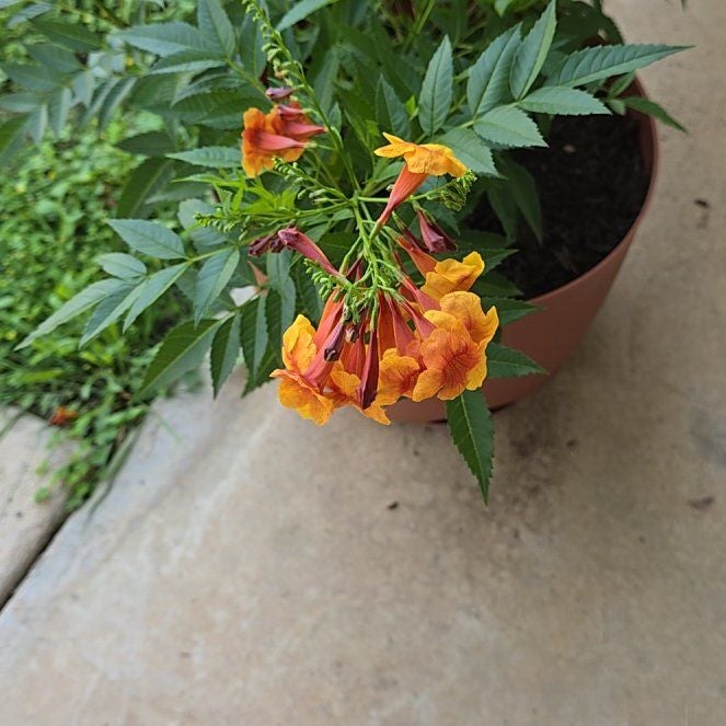 Red Hot Esperanza Plant Care: Water, Light, Nutrients | Greg App 🌱