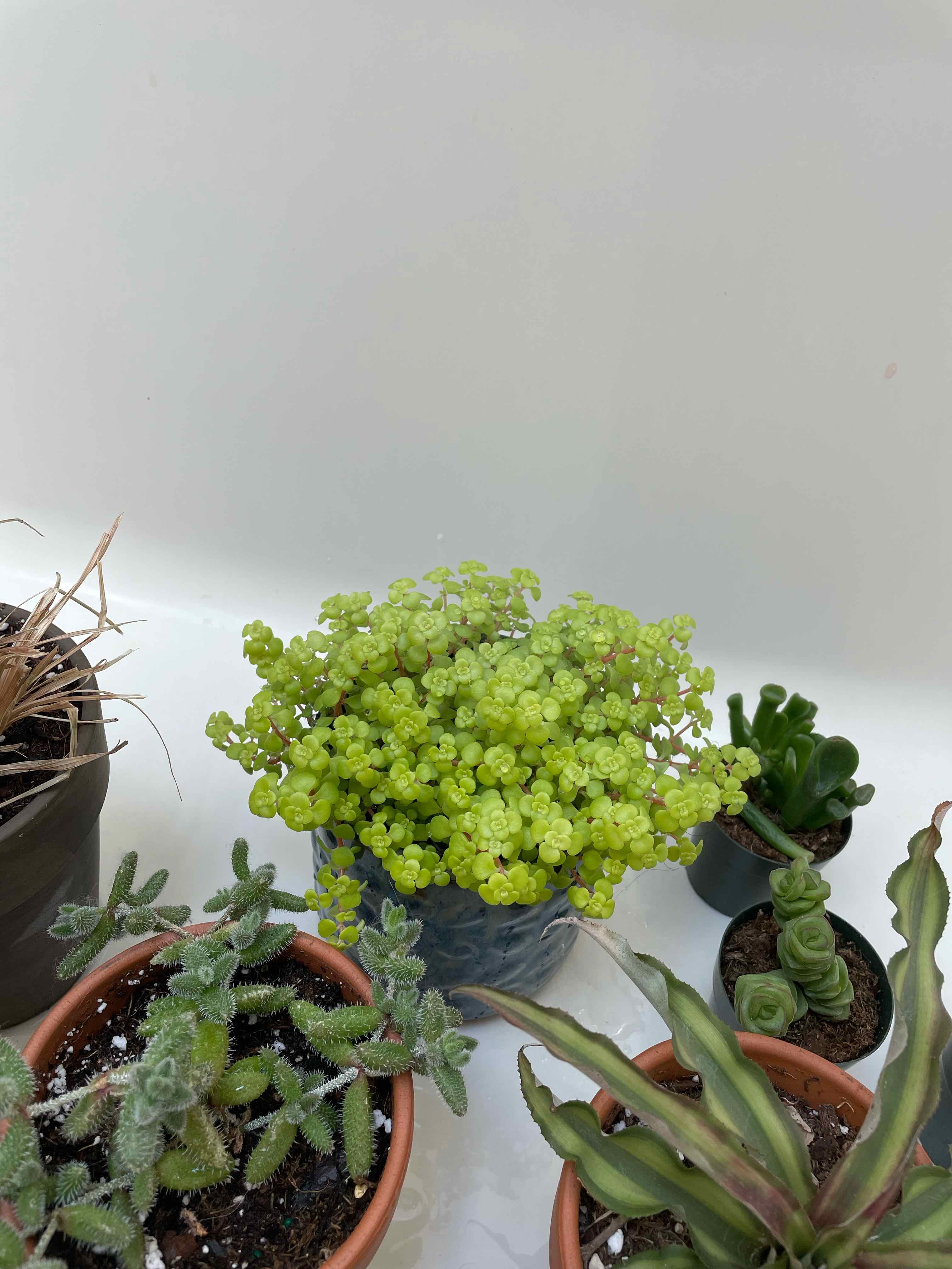 🌞 Your Golden Japanese Stonecrop's Sunlight Needs