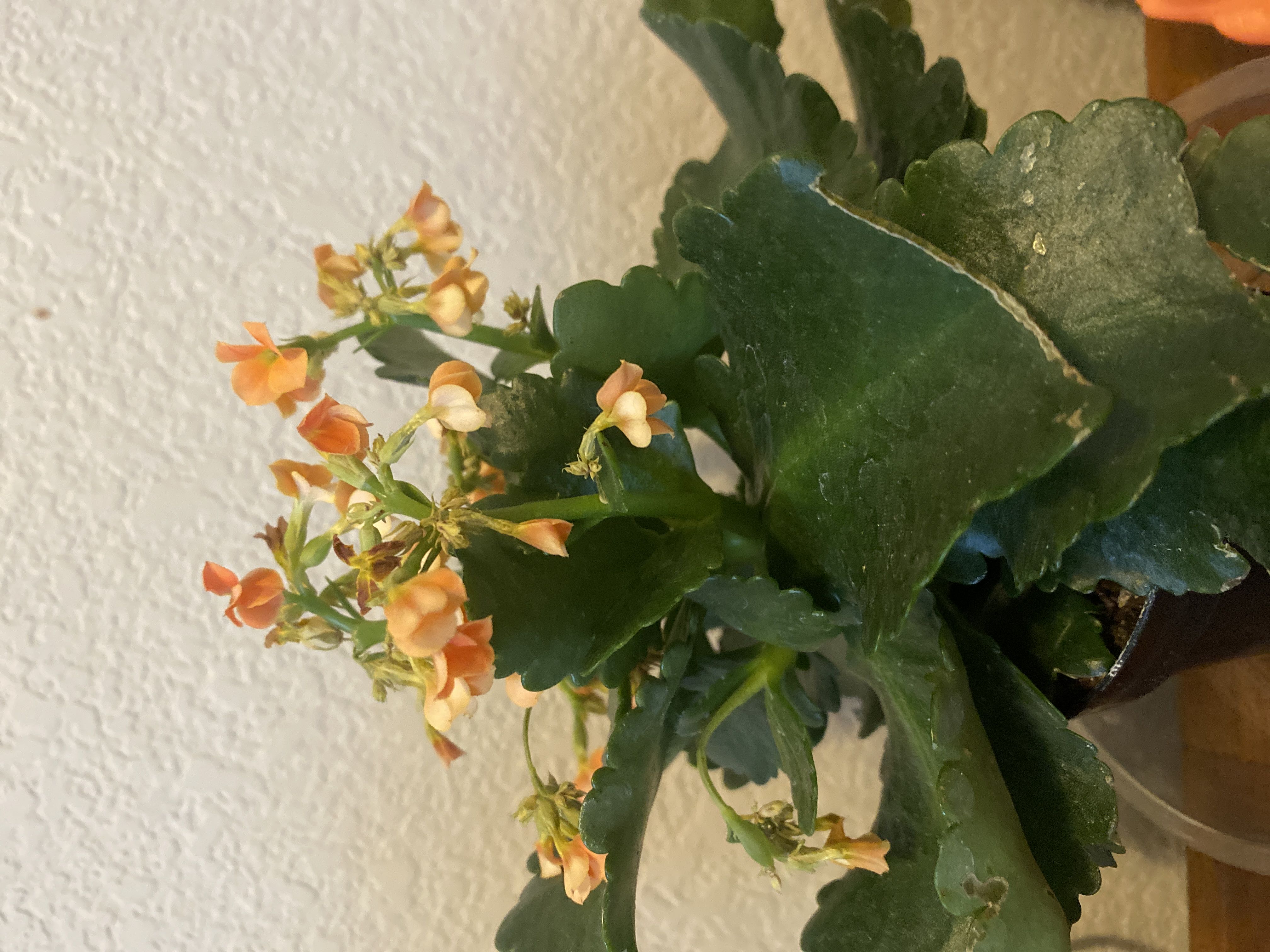 MandalaTM Orange Kalanchoe Plant Care: Water, Light, Nutrients | Greg App 🌱