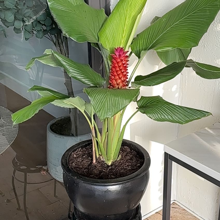 The Complete Orange Torch Ginger Plant Care Guide: Water, Light & Beyond