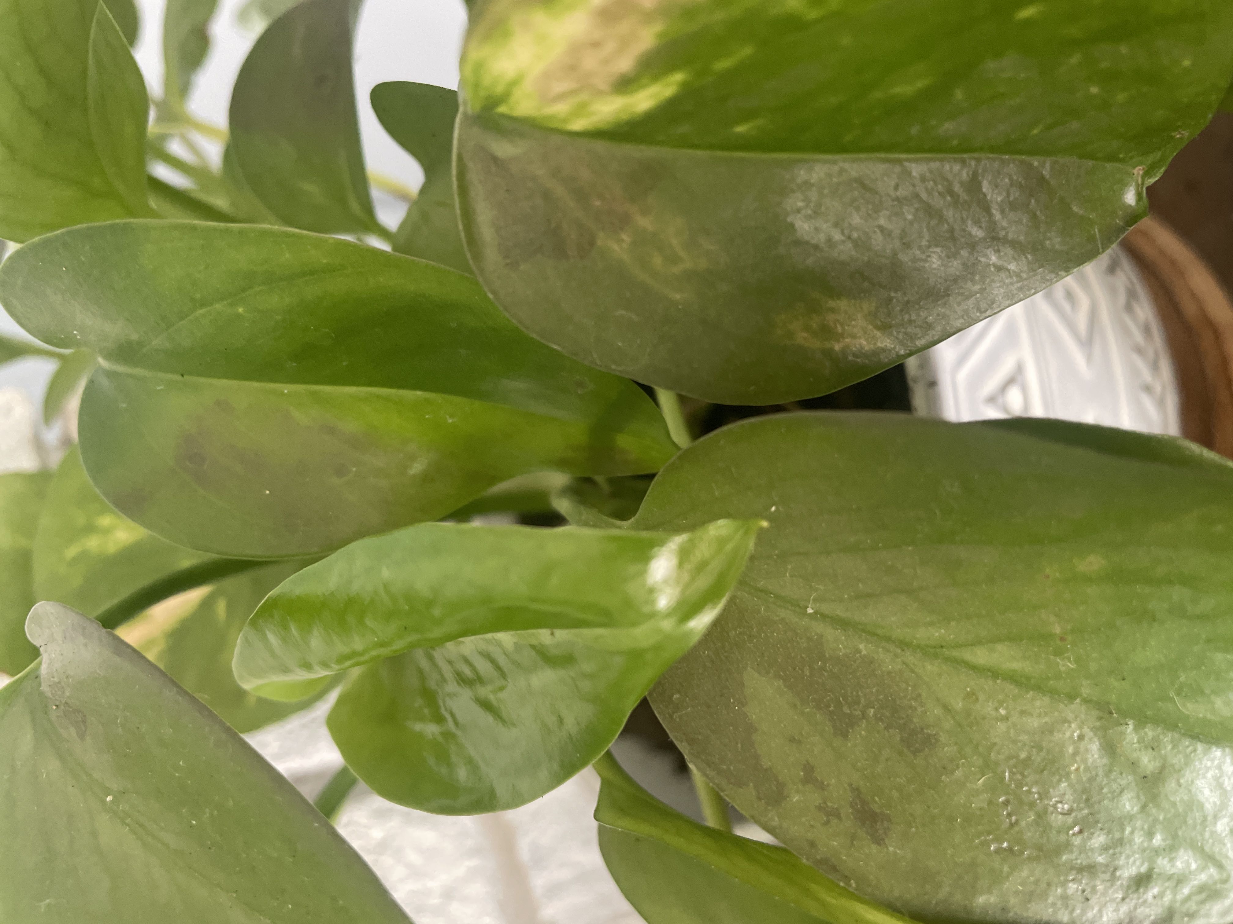 Keep Your Golden Pothos Alive: Light, Water & Care Instructions