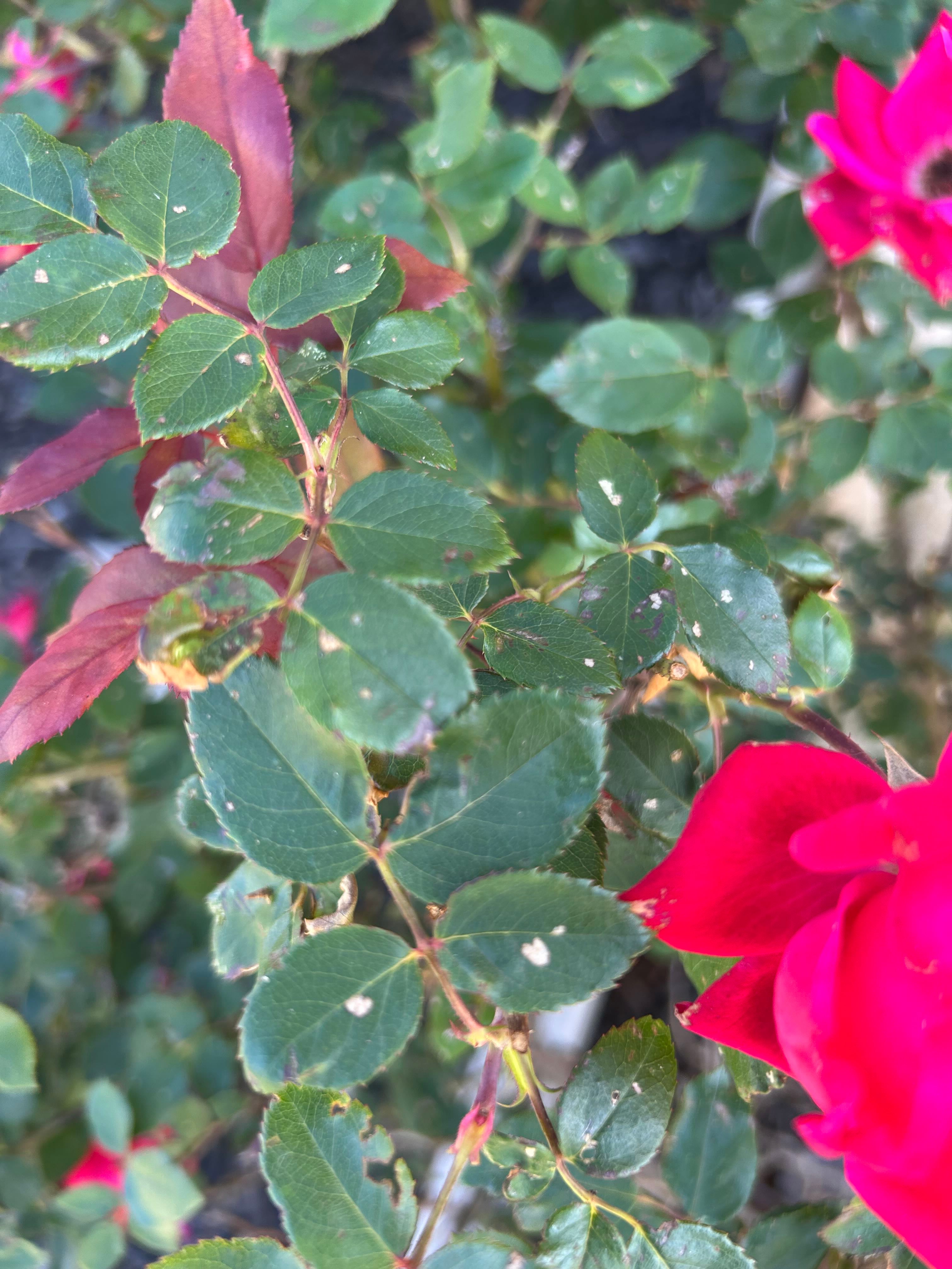 Best Tips for Propagating Wild Rose 🌹