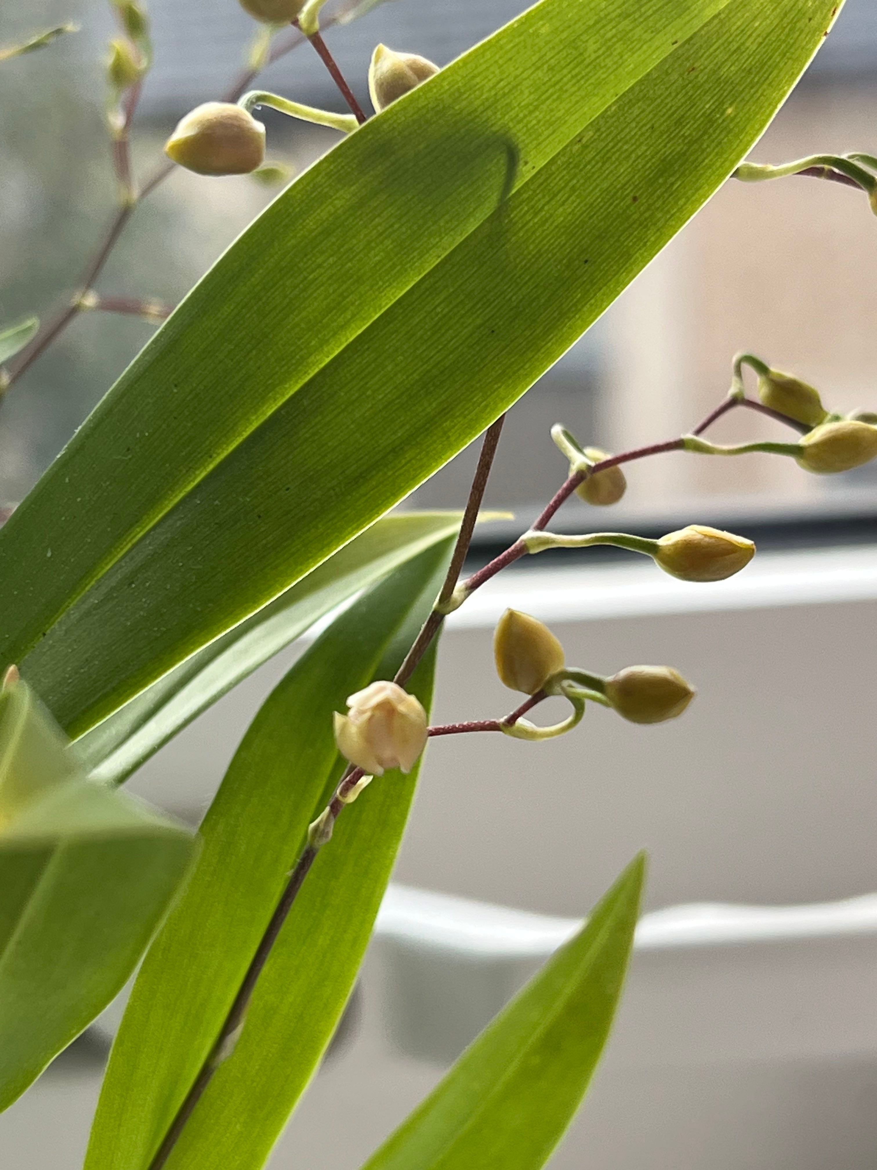🌸 Top 5 Signs Your Oncidium 'Twinkle' Has Flower Problems