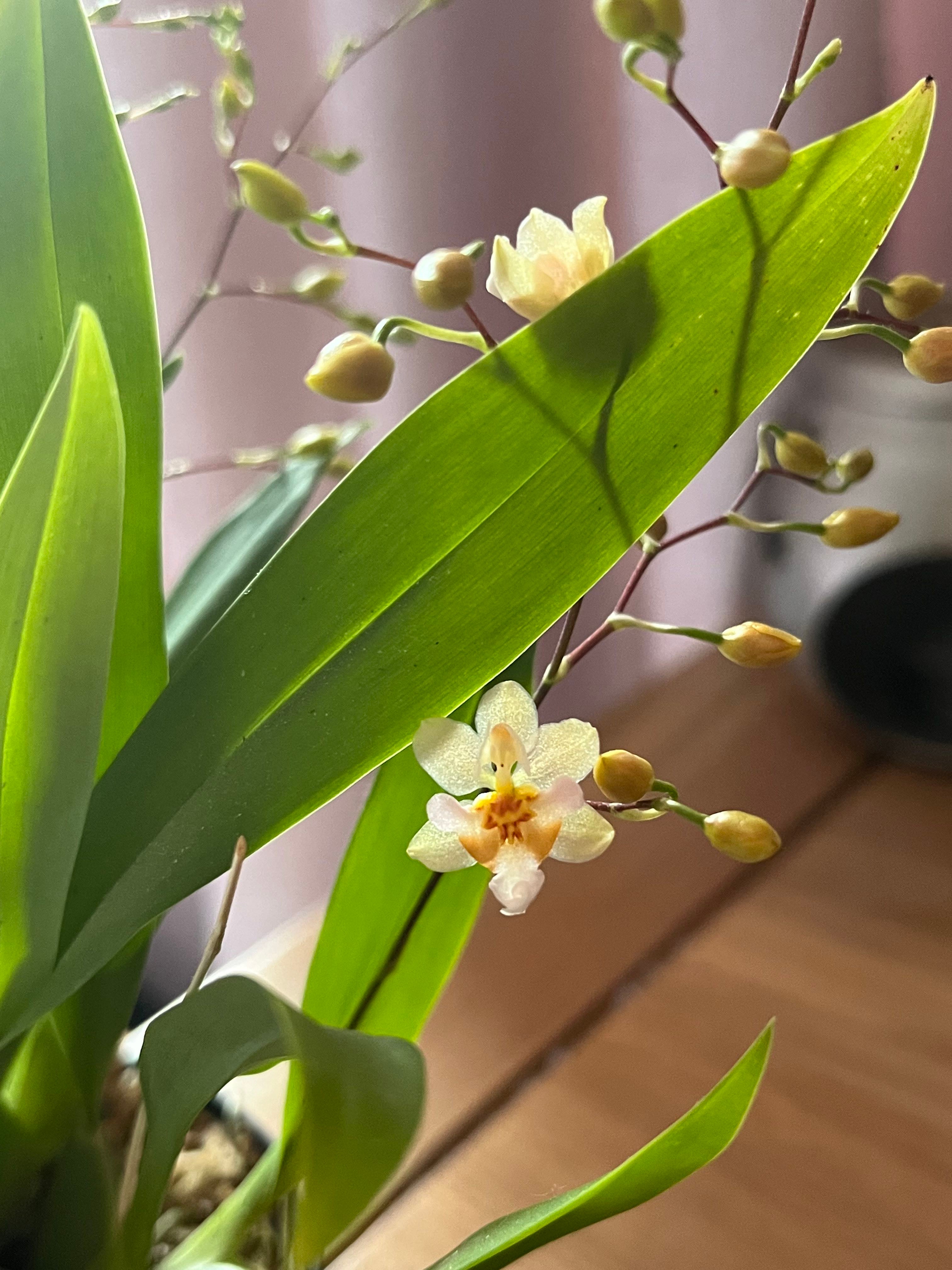 Brown Spots On Oncidium Hilo Firecracker 'Lucky Strike' Leaves 🧨