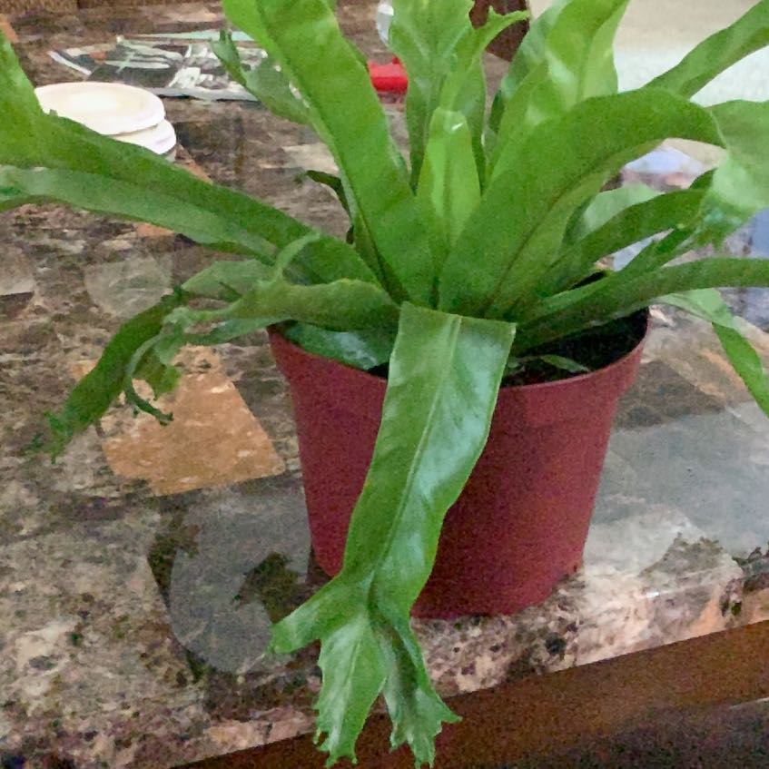 Personalized Green Flame Fern Care: Water, Light, Nutrients | Greg App